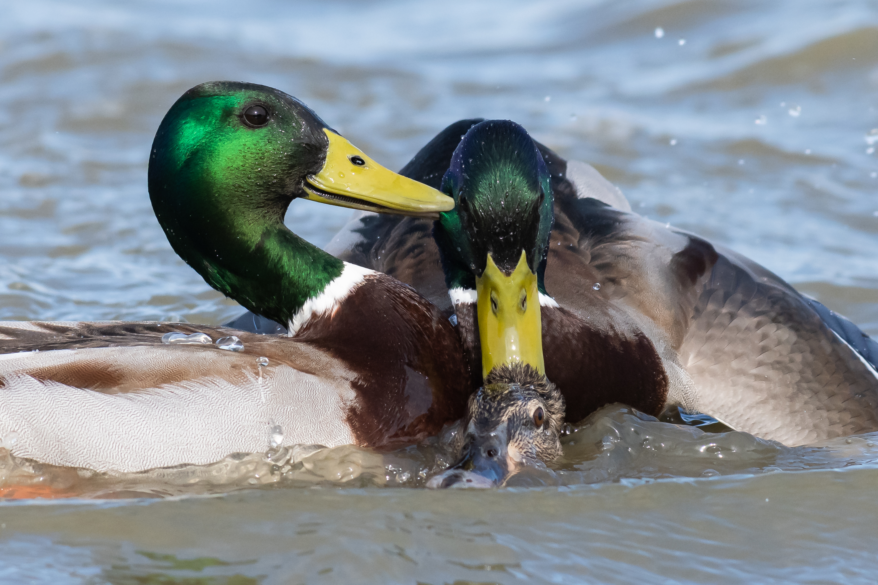 Mallard by Geoff Snowball - BirdGuides