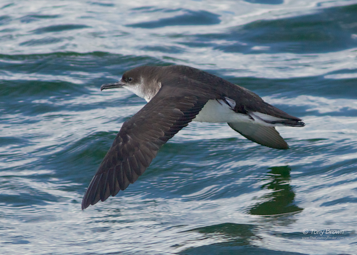 Manx Shearwater by Tony Brown - BirdGuides