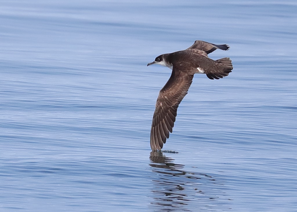 Manx Shearwater by Dave Williams - BirdGuides