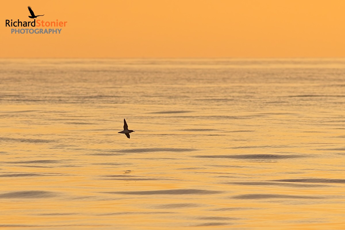 Manx Shearwater breeds on Rathlin Island for first time in decades ...