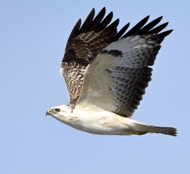 Common Buzzard by Carl Bovis - BirdGuides