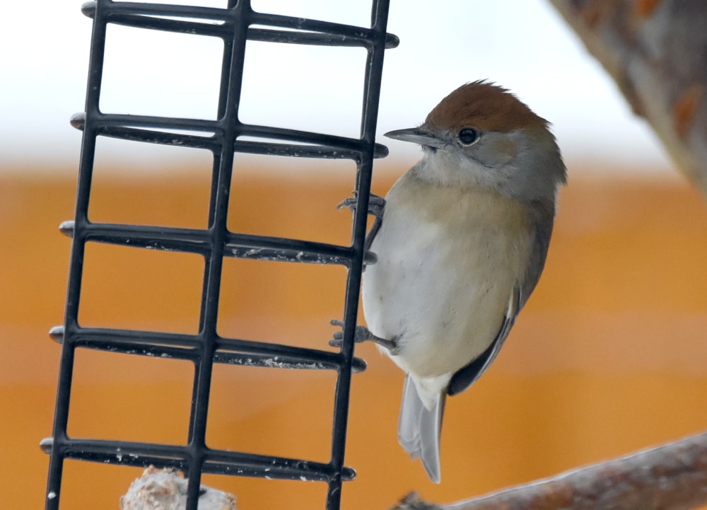 Garden feeding fuels reverse migration in Blackcaps - BirdGuides