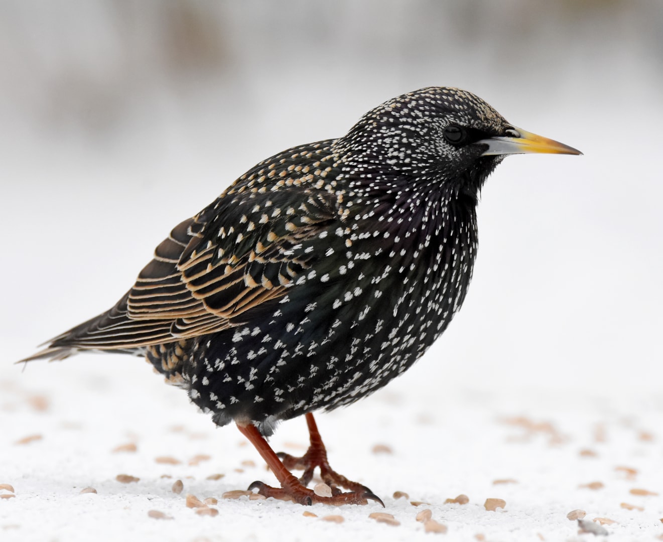 Common Starling by Carl Bovis - BirdGuides