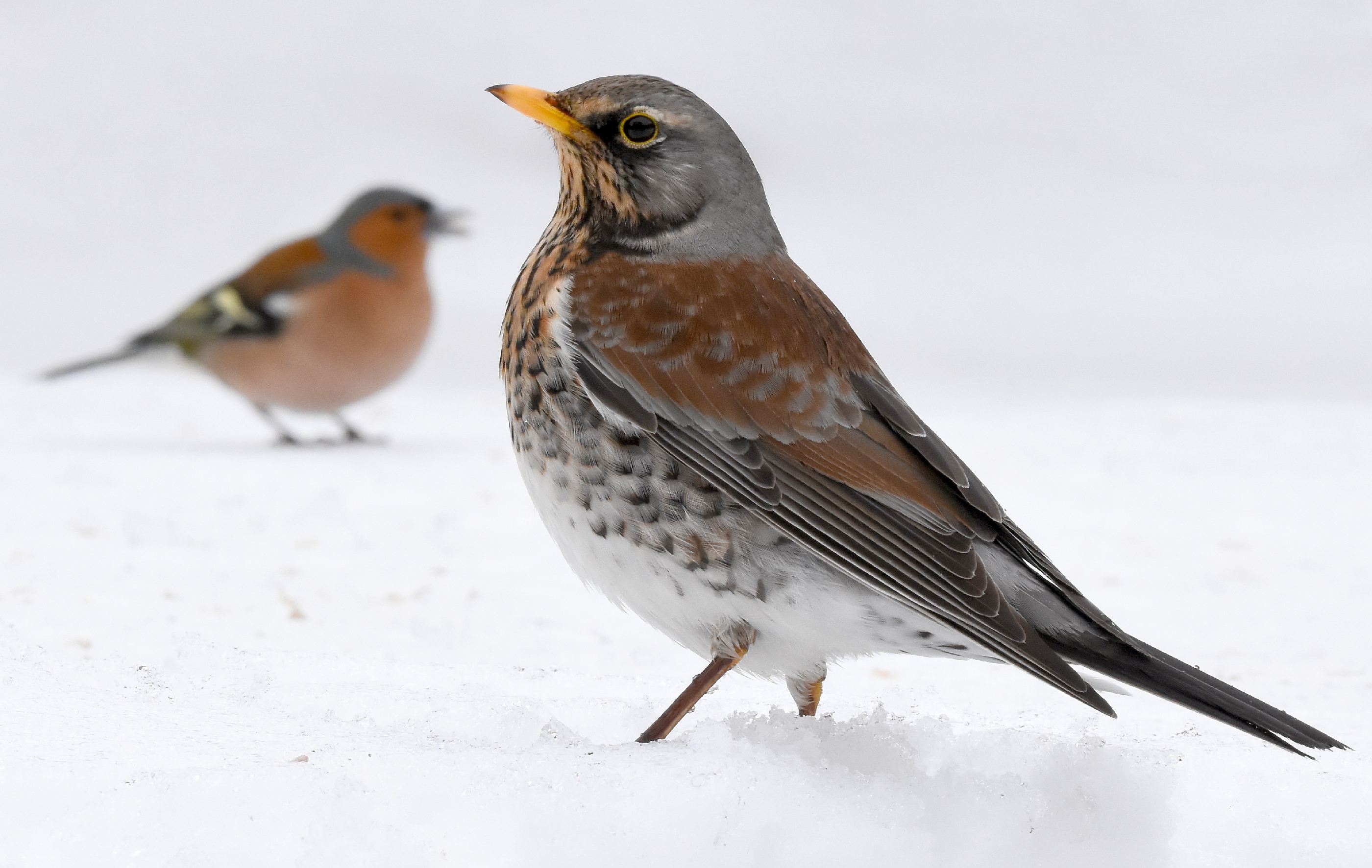 Fieldfare by Carl Bovis - BirdGuides