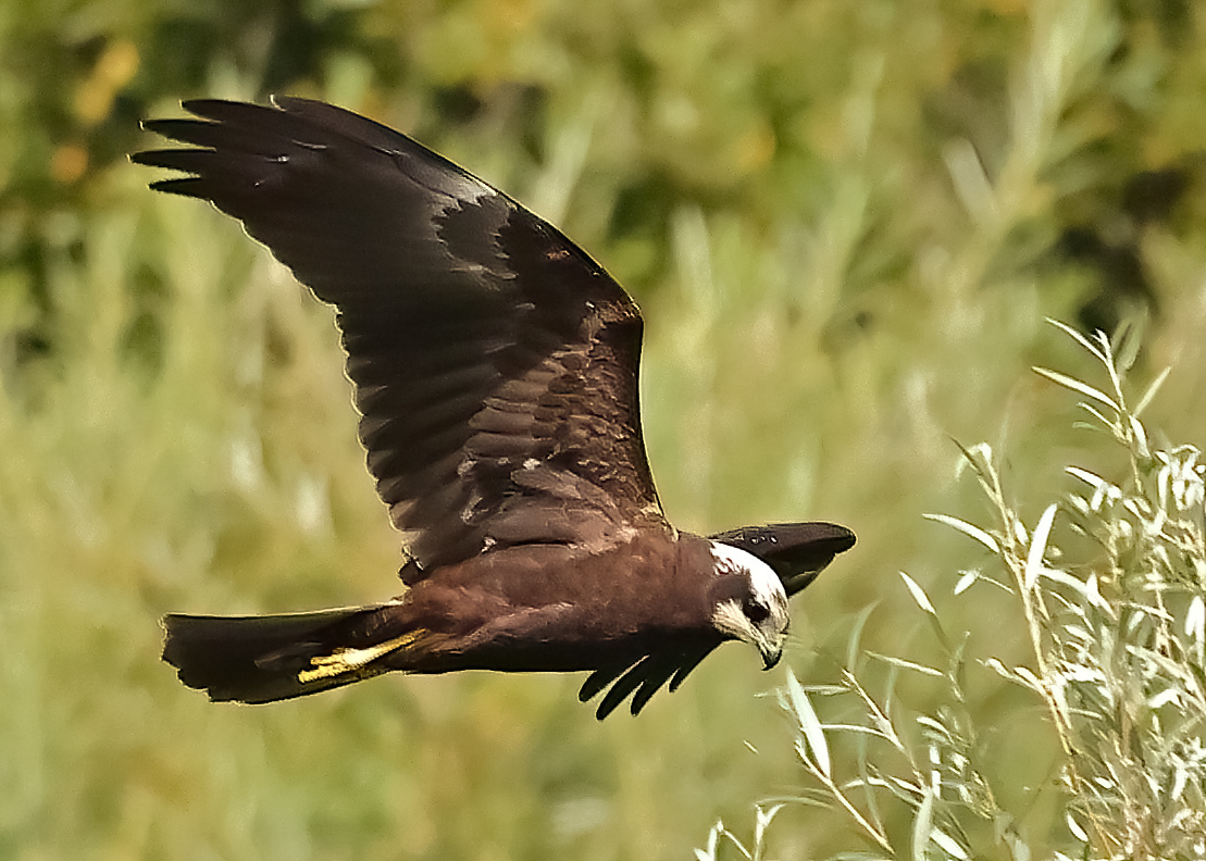 Western Marsh Harrier by Mike Trew - BirdGuides