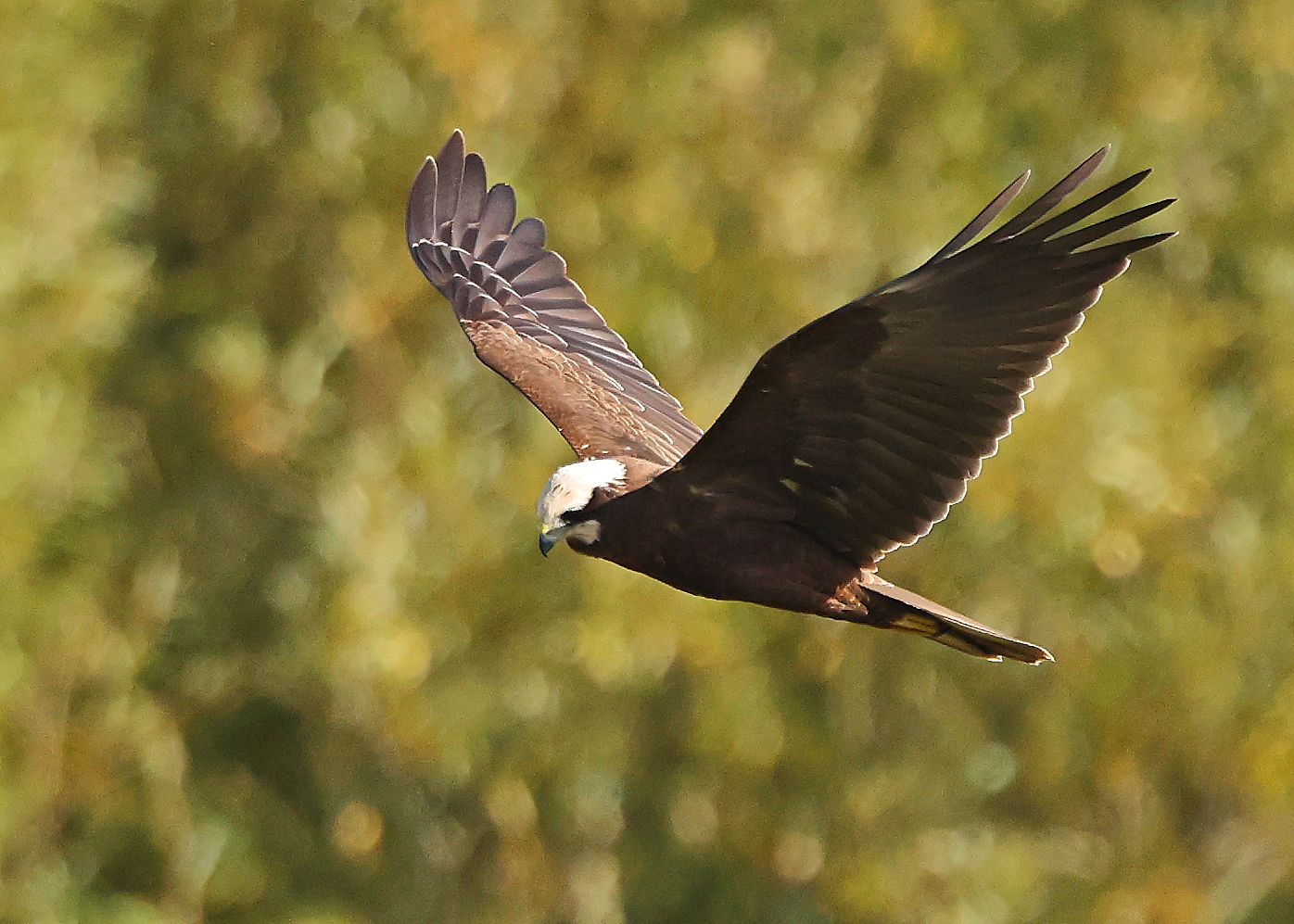 Western Marsh Harrier by Mike Trew - BirdGuides