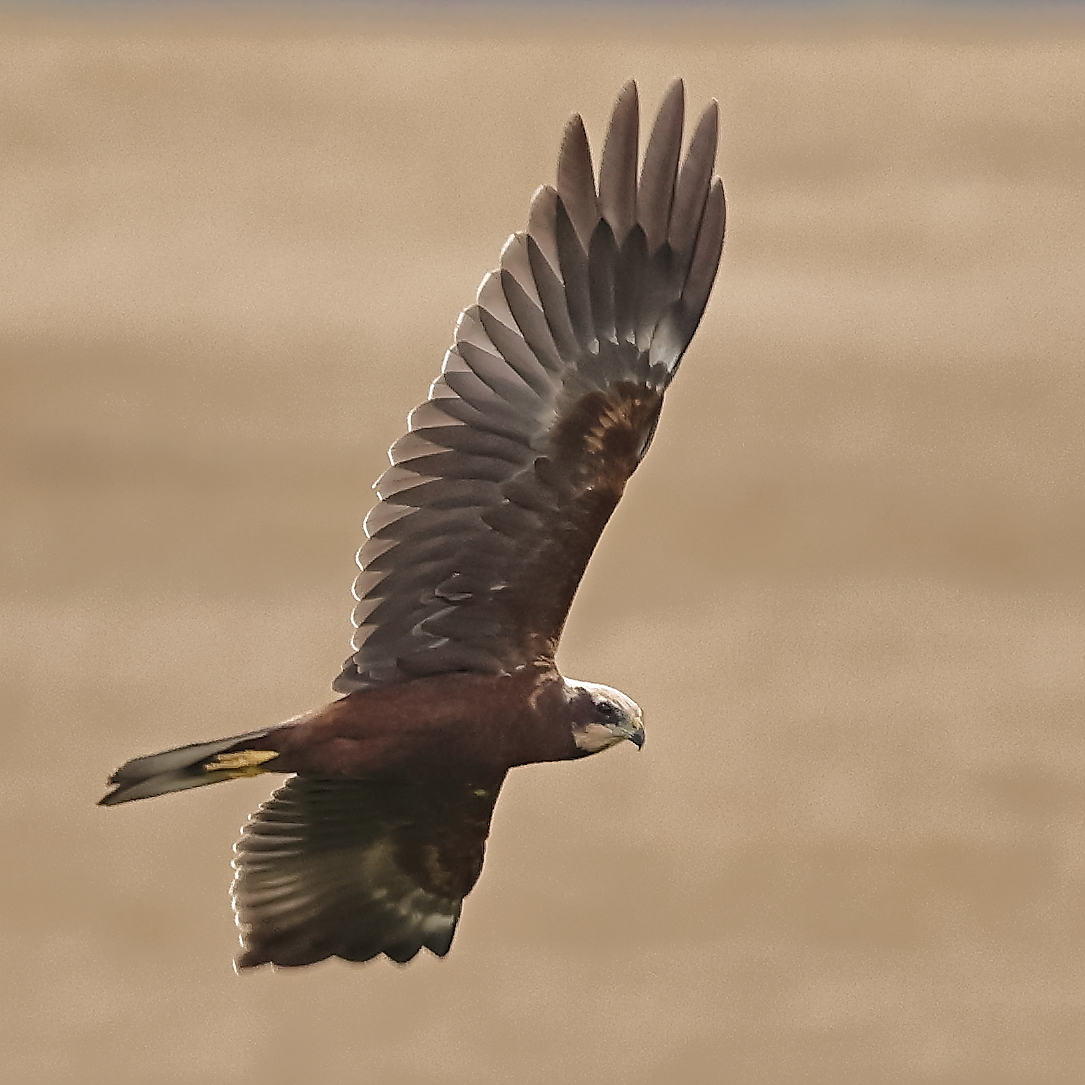 Western Marsh Harrier by Mike Trew - BirdGuides