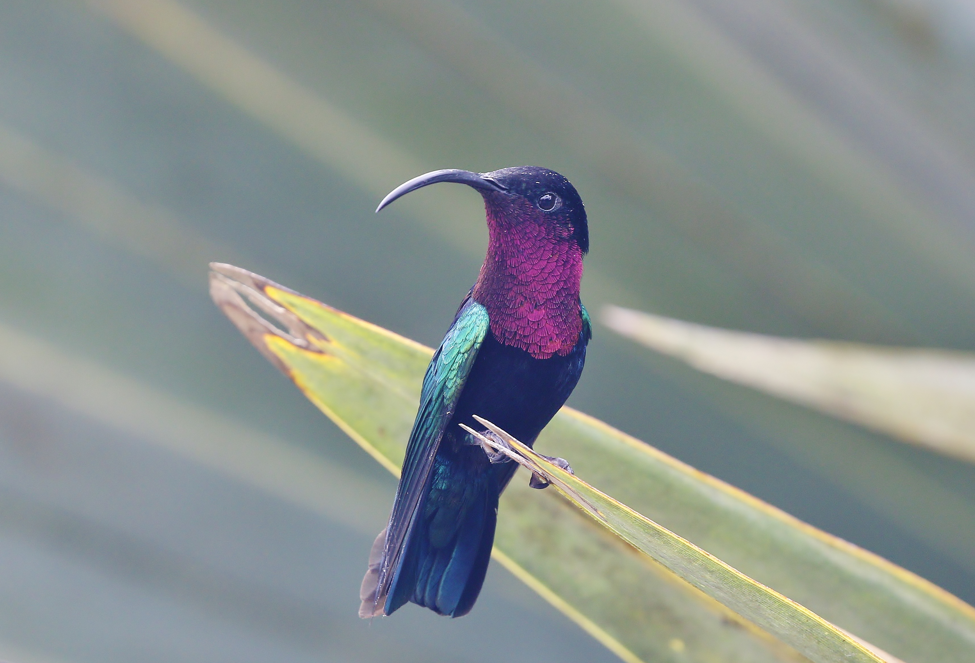 Details : Purple-throated Carib - BirdGuides