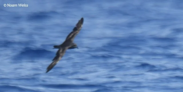 Details : Matsudaira's Storm Petrel - BirdGuides