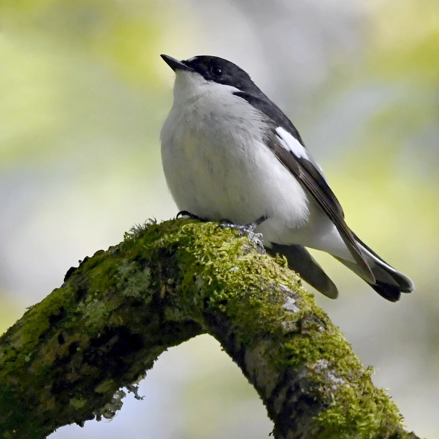 Details : Pied Flycatcher - BirdGuides