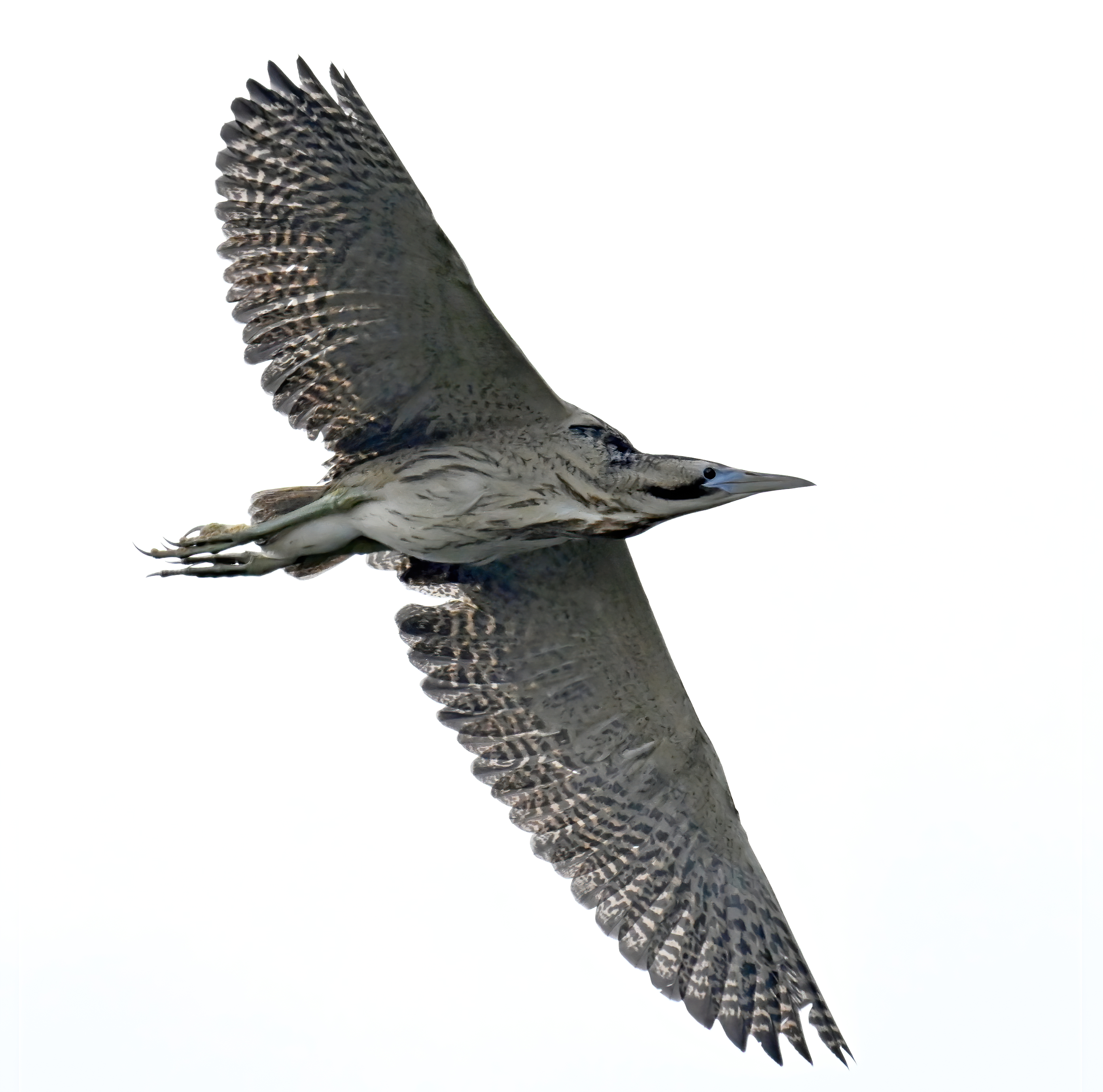 Eurasian Bittern by Carl Bovis - BirdGuides
