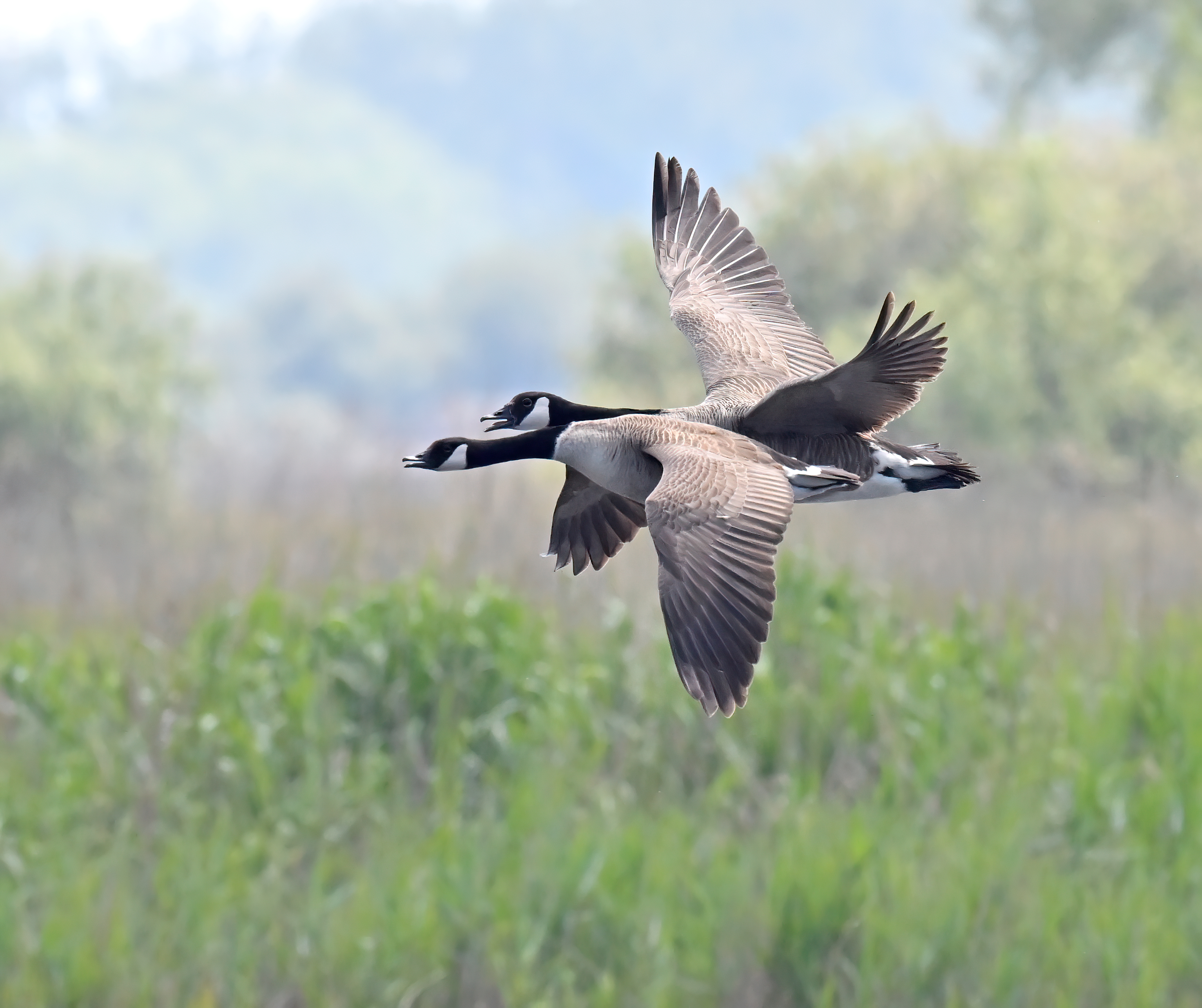 Goose shooting sparks outrage at Sussex holiday park - BirdGuides