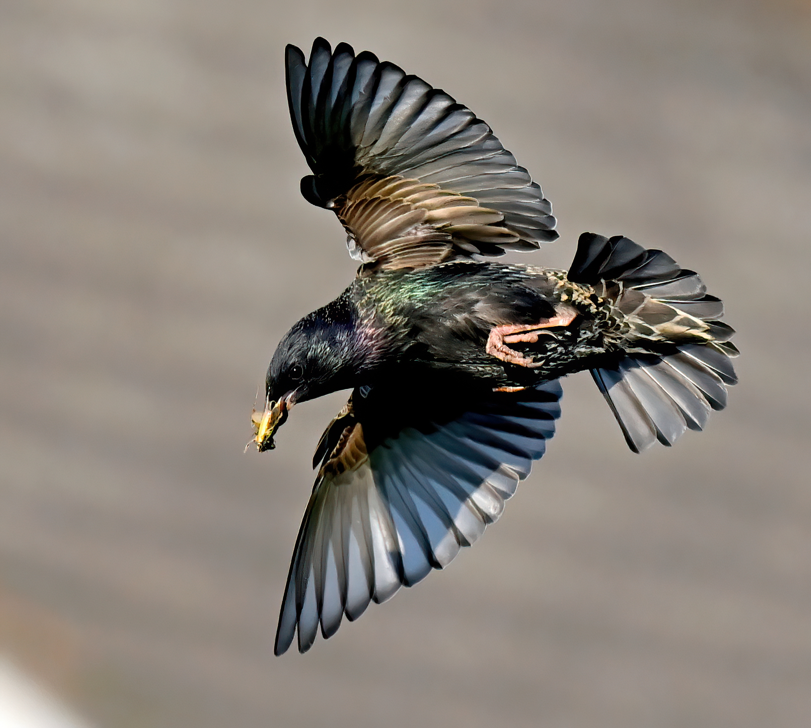 Common Starling by Carl Bovis - BirdGuides