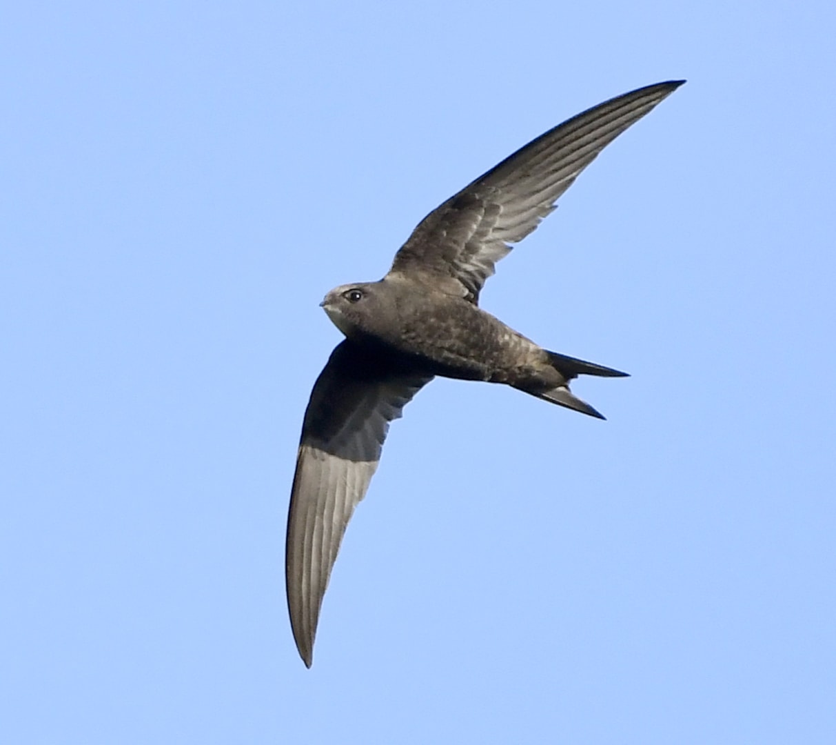 Common Swift by Carl Bovis - BirdGuides