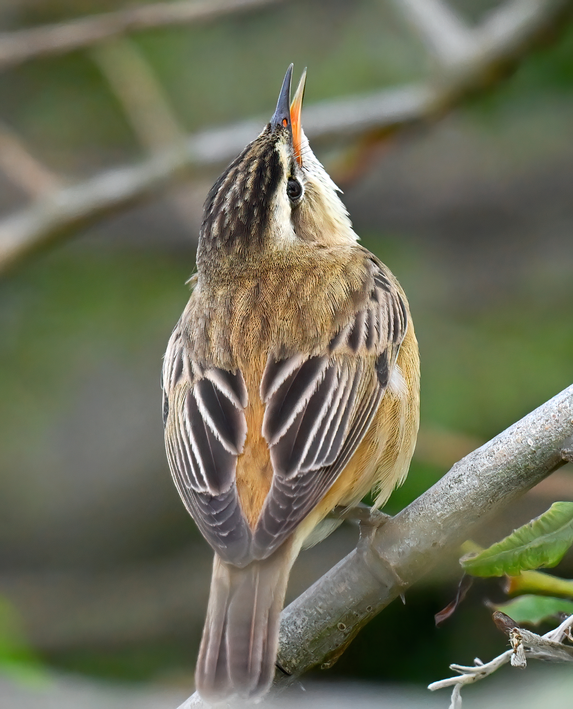 Sedge Warbler by Carl Bovis - BirdGuides