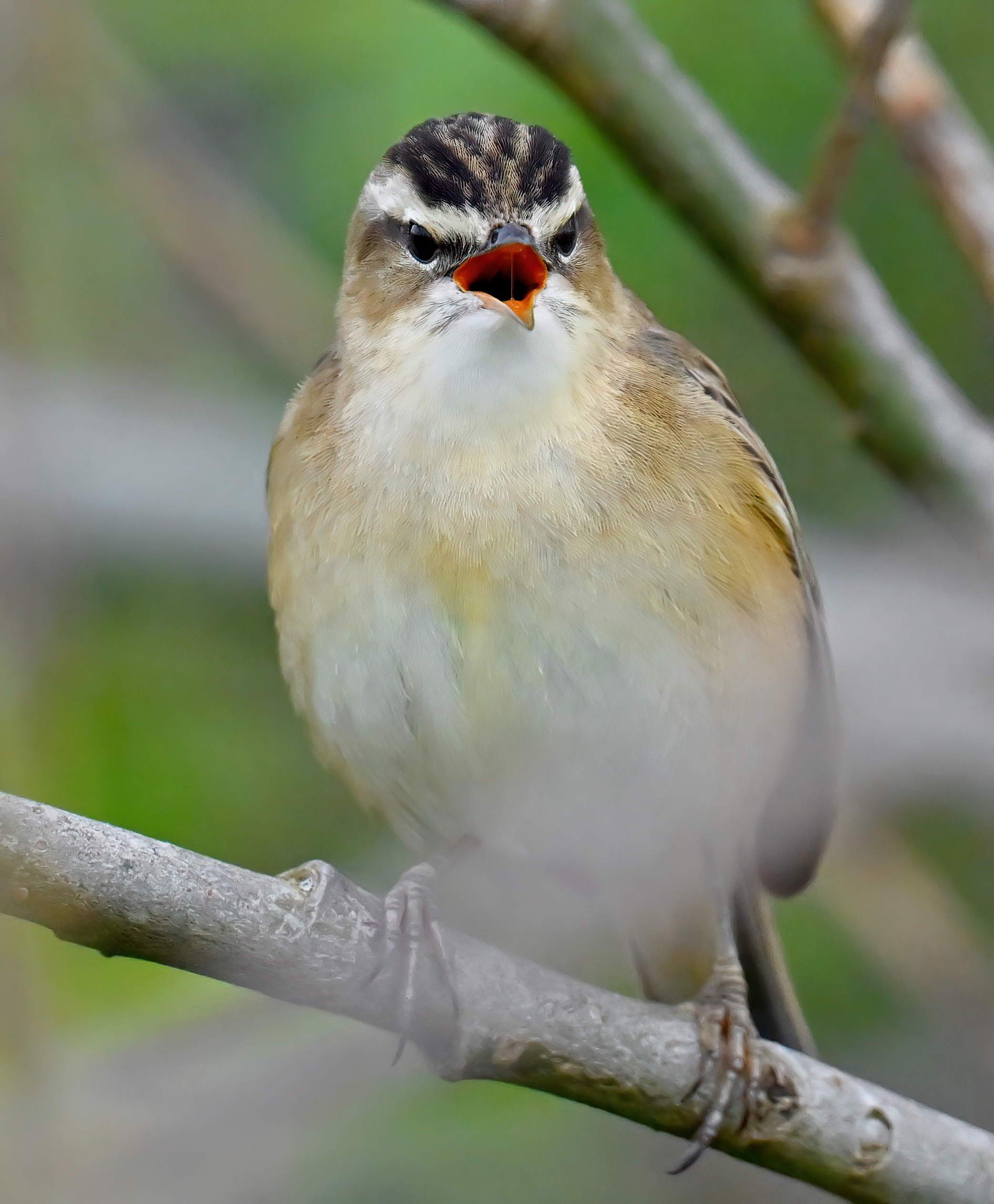Sedge Warbler by Carl Bovis - BirdGuides