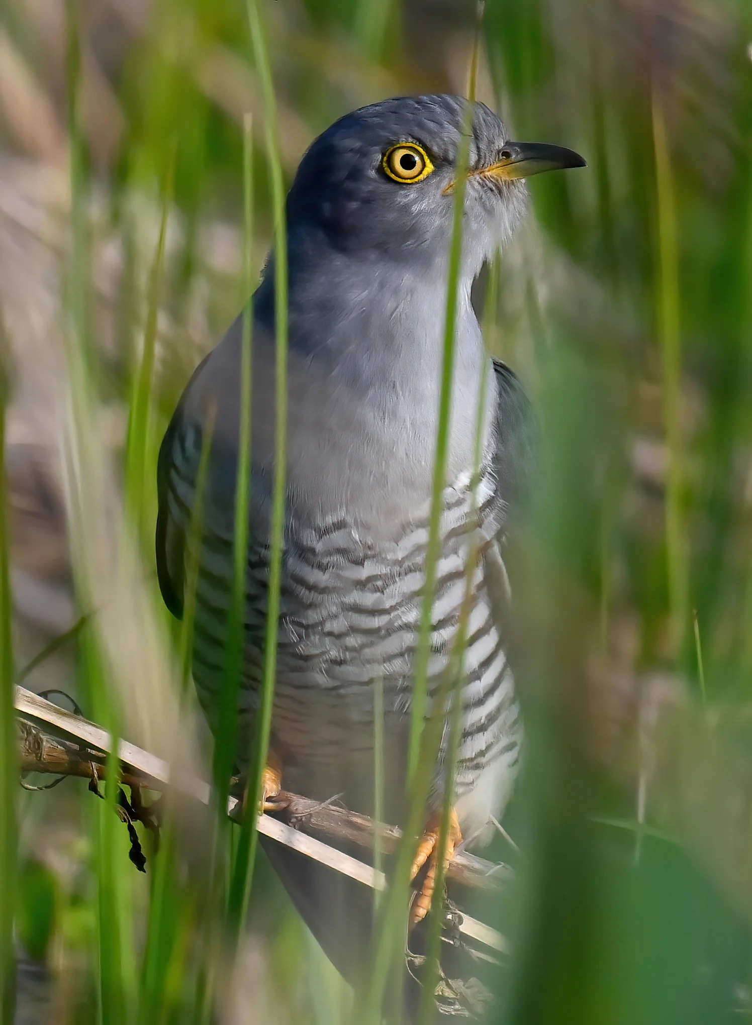 Details : Common Cuckoo - BirdGuides