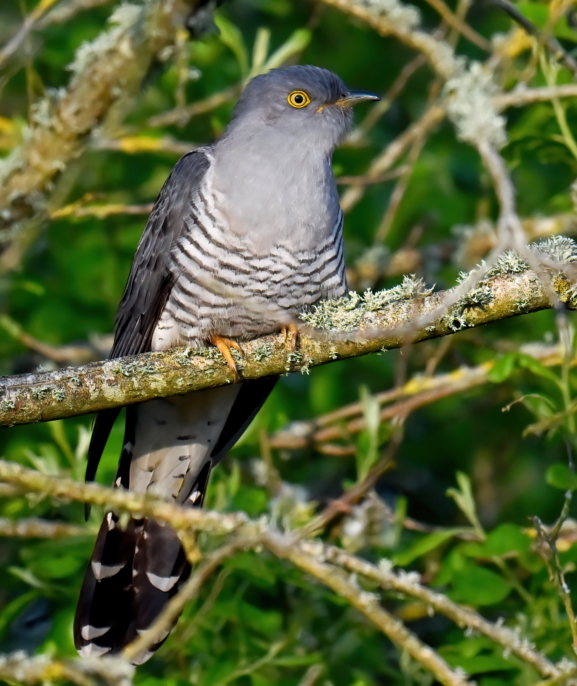 Details : Common Cuckoo - BirdGuides
