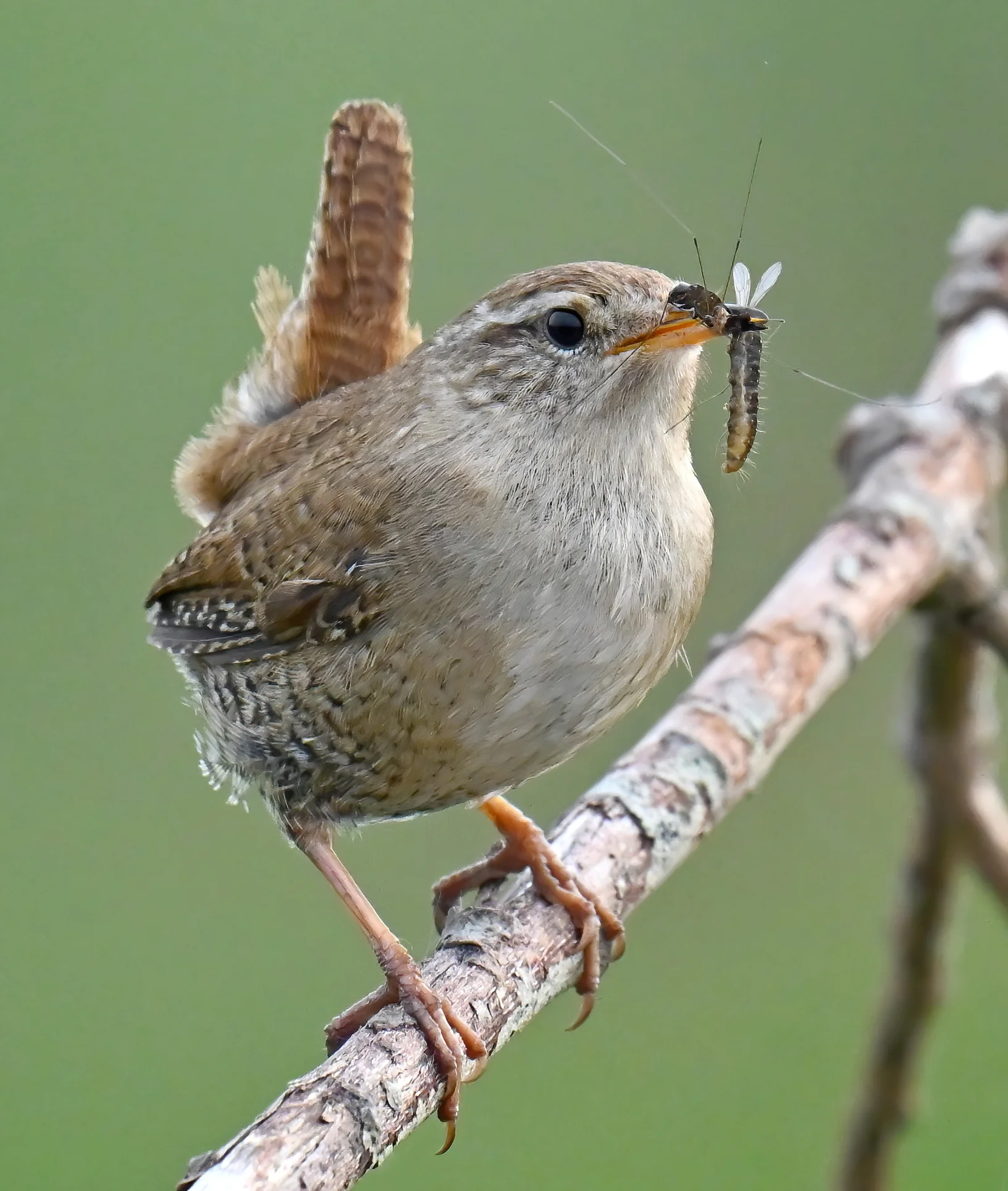 Details : Eurasian Wren - BirdGuides