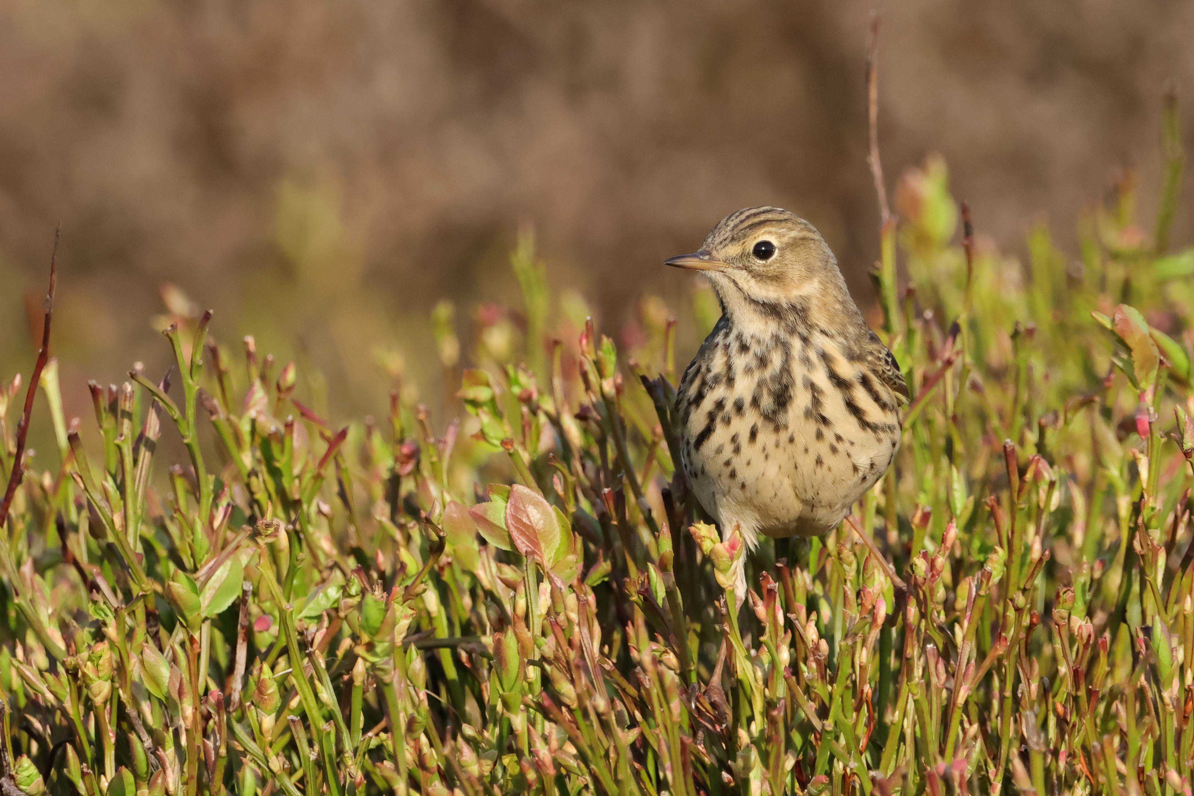 Study highlights reasons behind German Meadow Pipit decline - BirdGuides