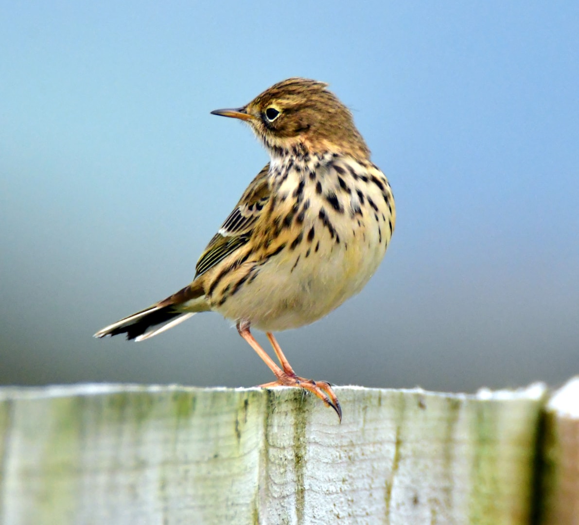Meadow Pipit by Michael Neate - BirdGuides