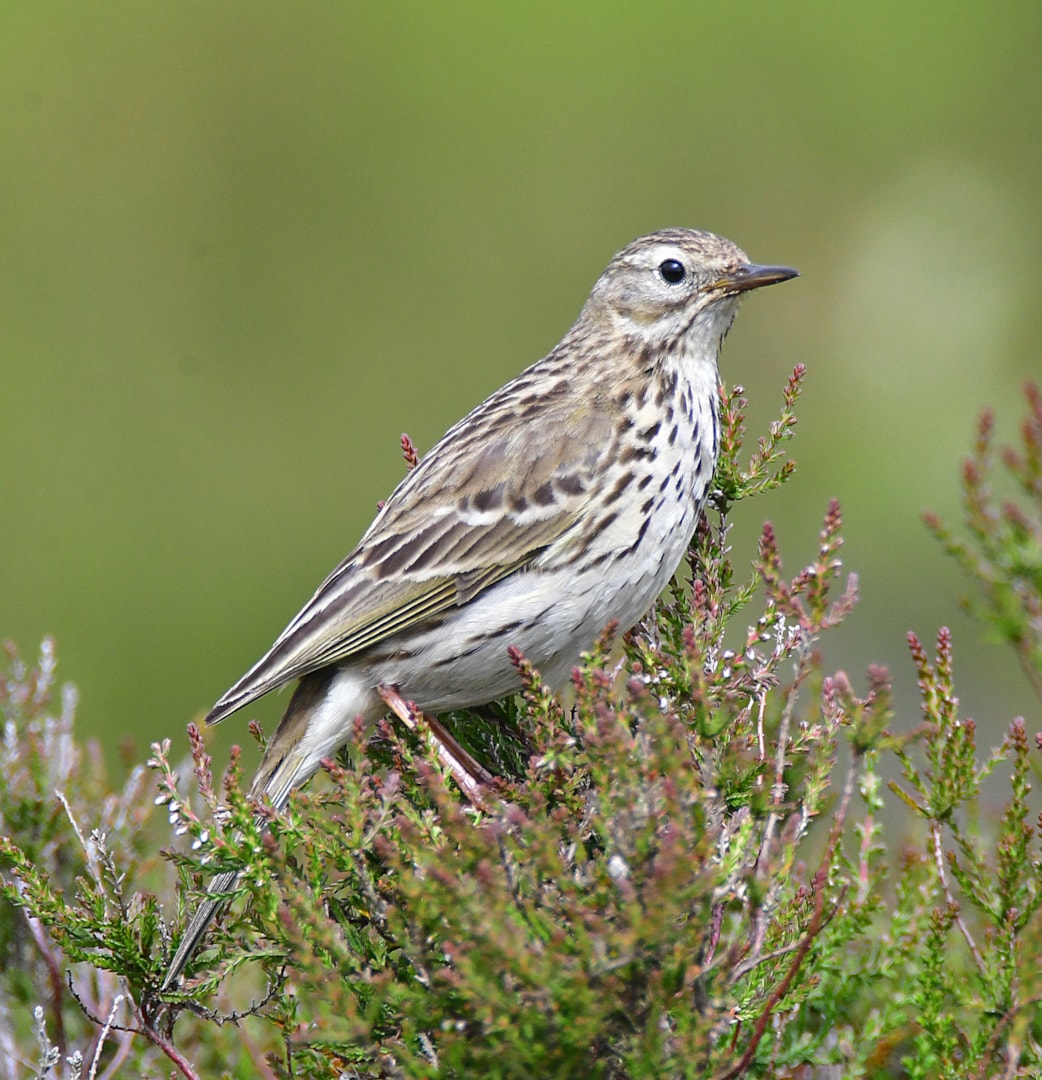 Meadow Pipit by Michael Neate - BirdGuides