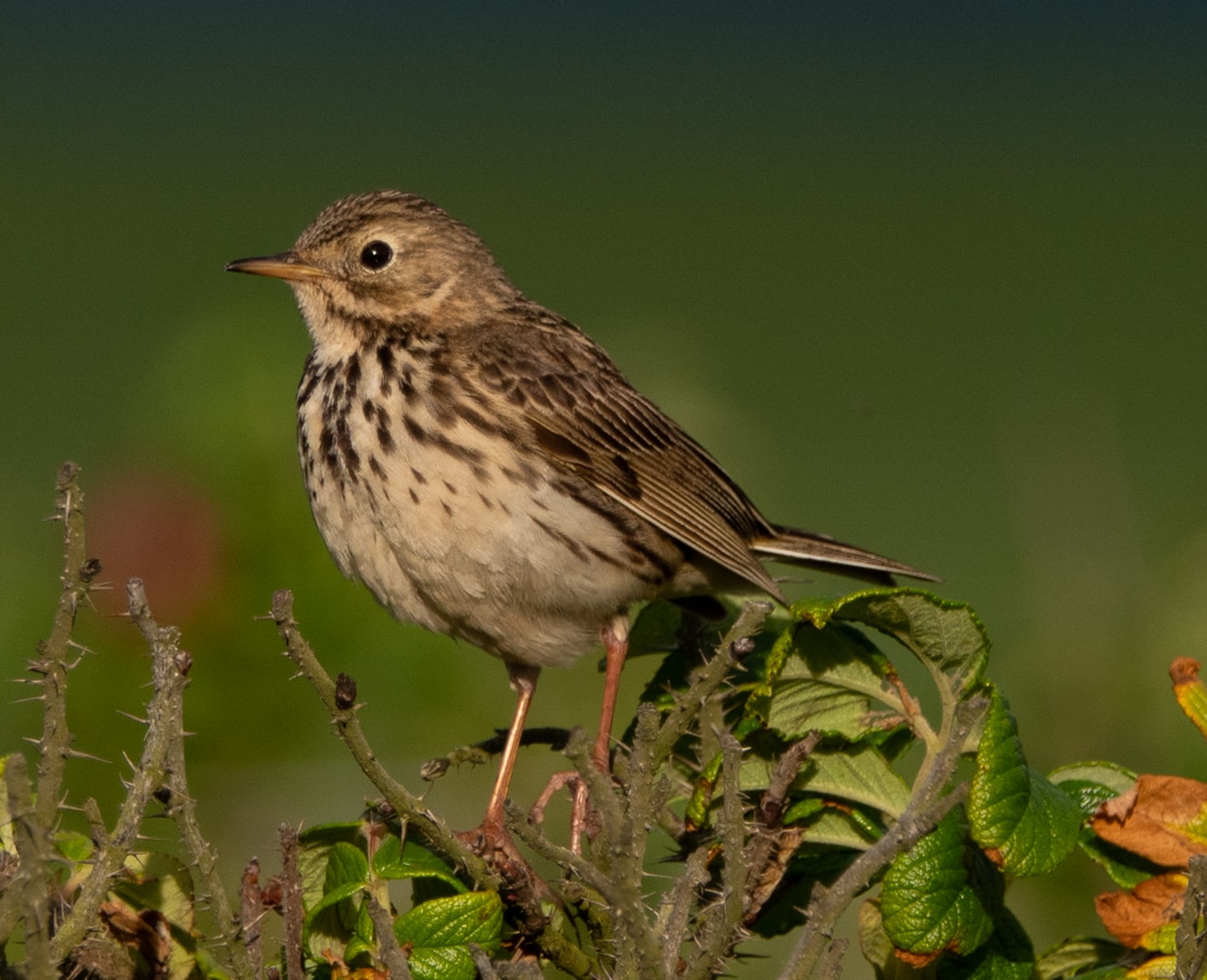 Meadow Pipit by Andy Hall - BirdGuides