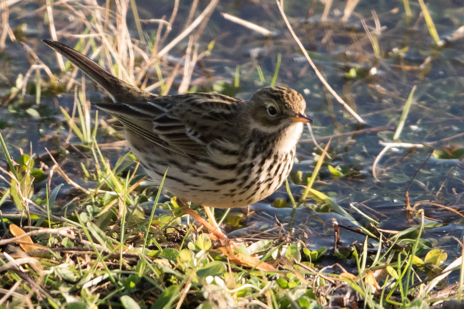 Meadow Pipit by Jim Mountain - BirdGuides