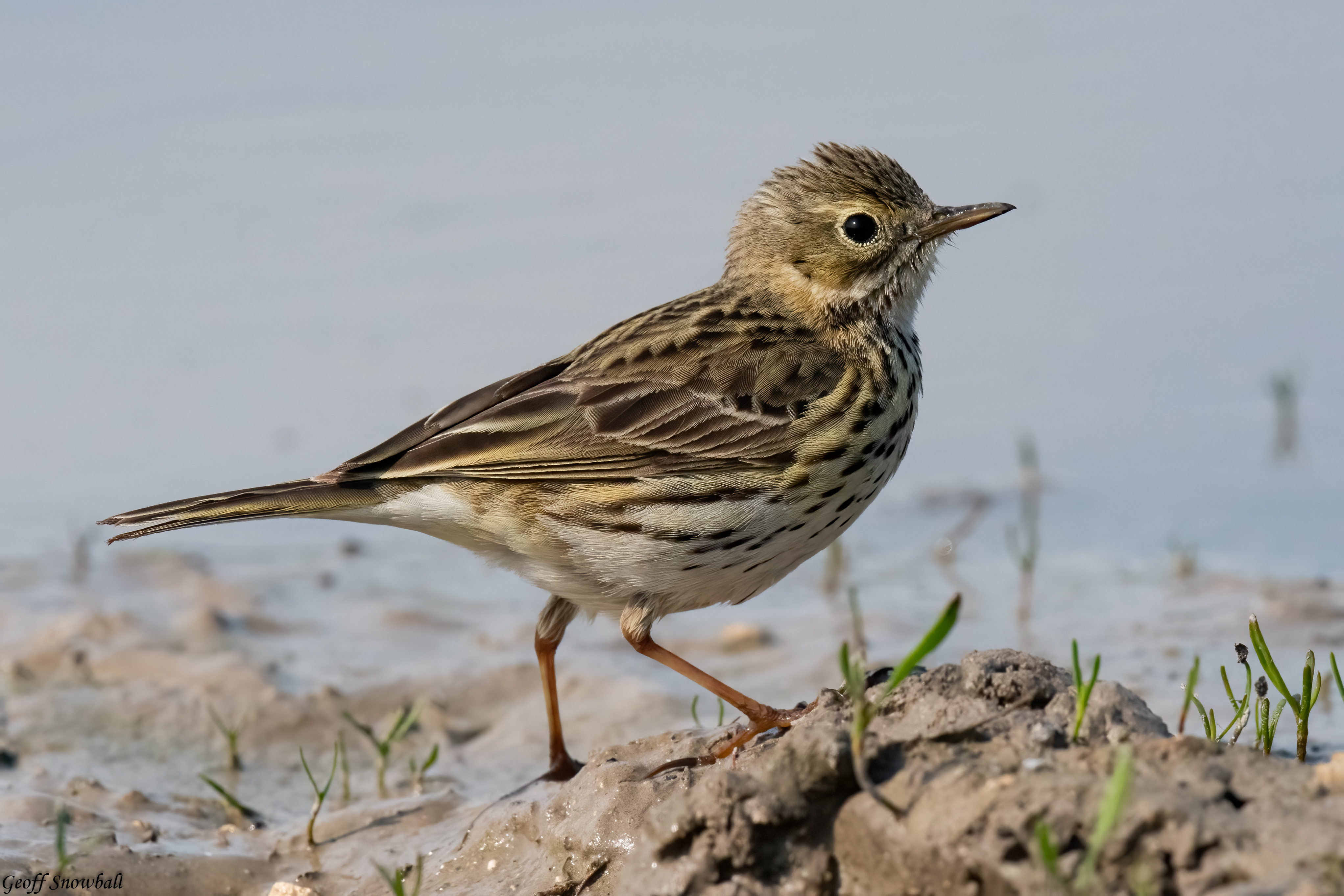 Meadow Pipit by Geoff Snowball - BirdGuides