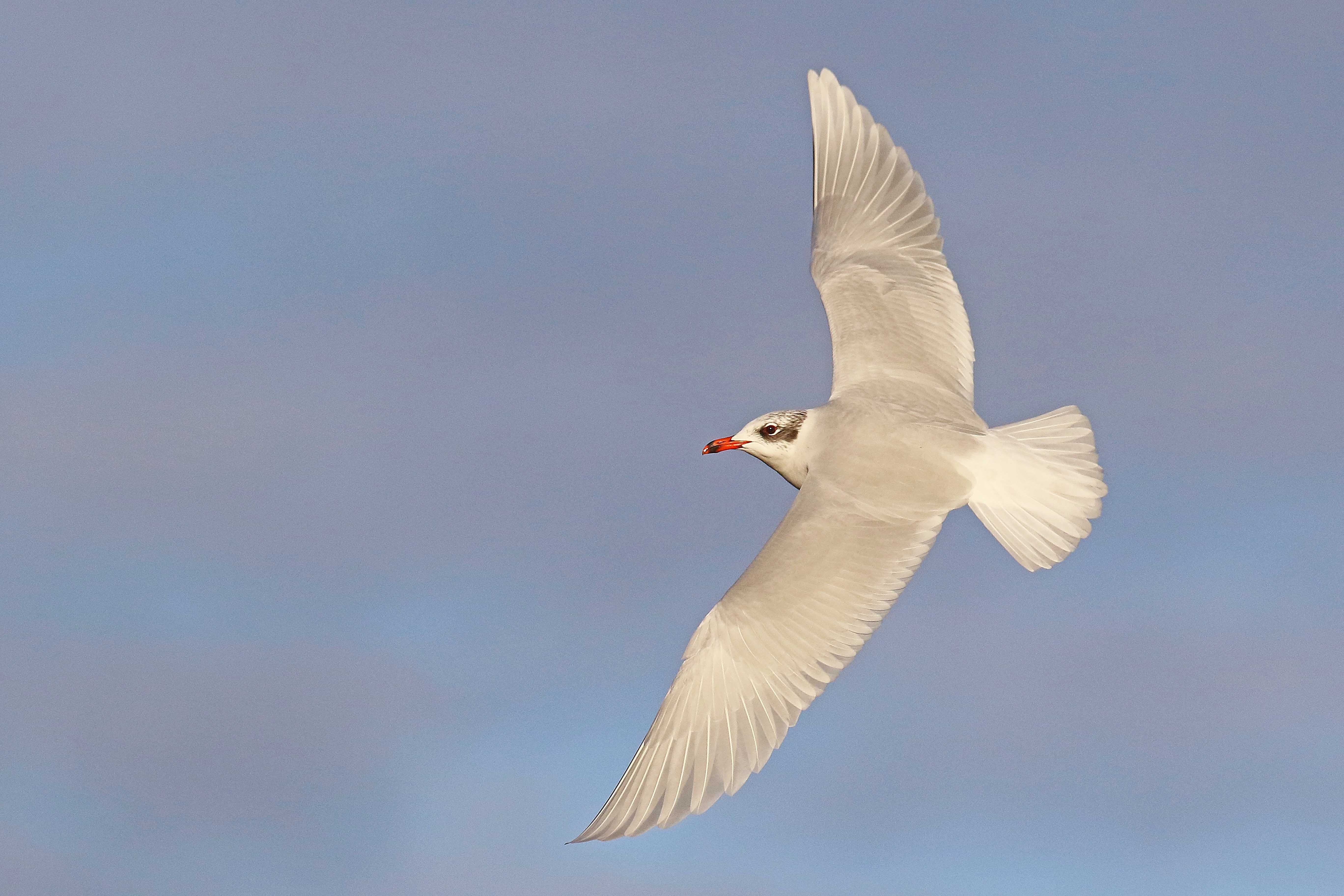 Details : Mediterranean Gull - BirdGuides
