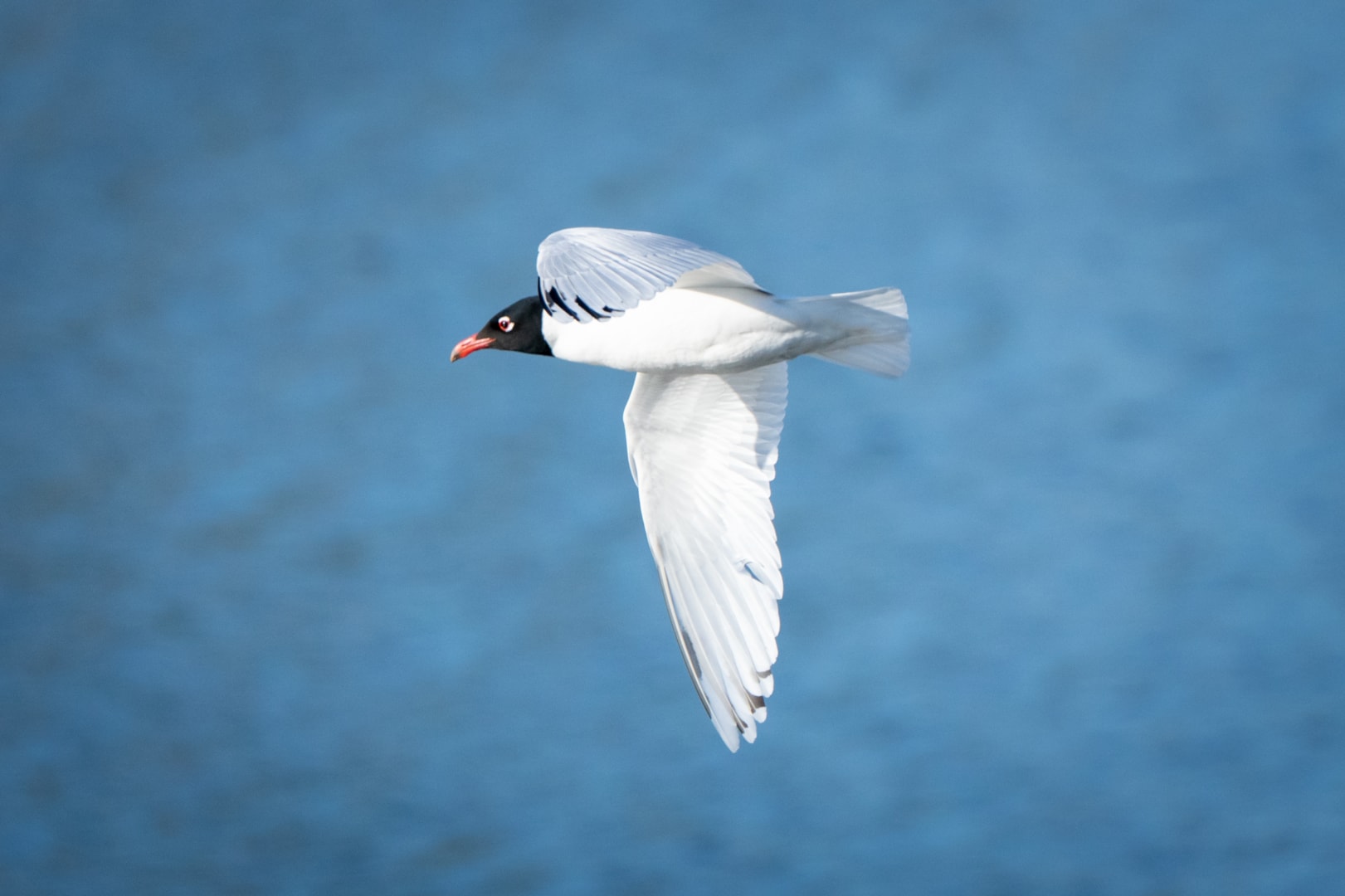 Mediterranean Gull by David Spencer - BirdGuides