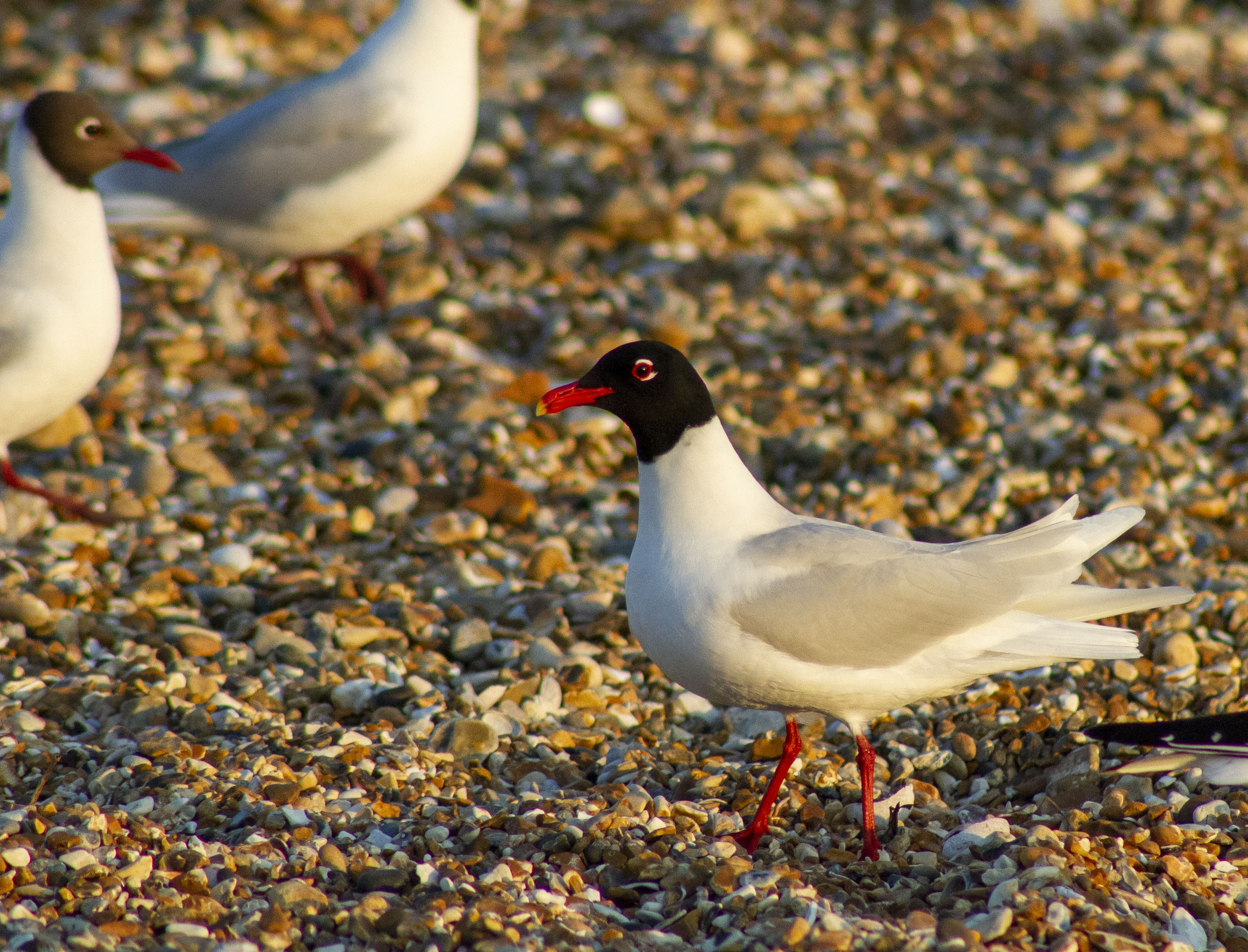 Mediterranean Gull by Benji Stedman - BirdGuides