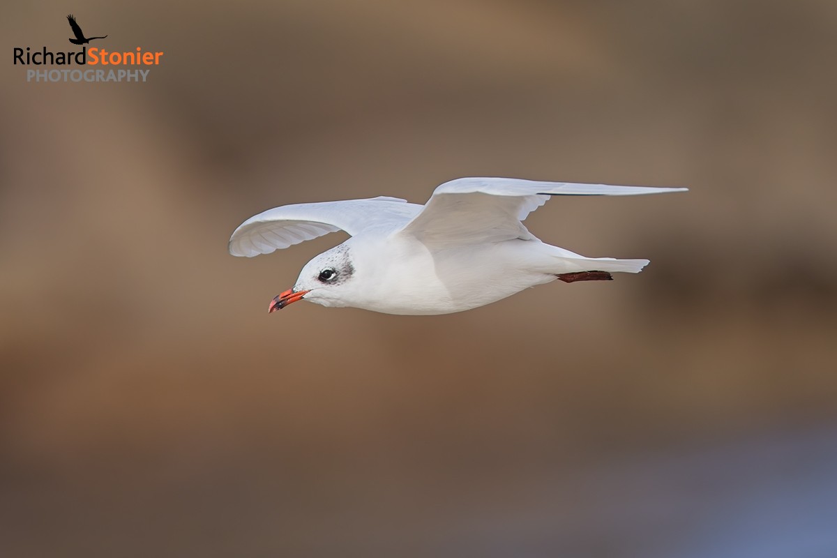 Mediterranean Gull by Richard Stonier - BirdGuides