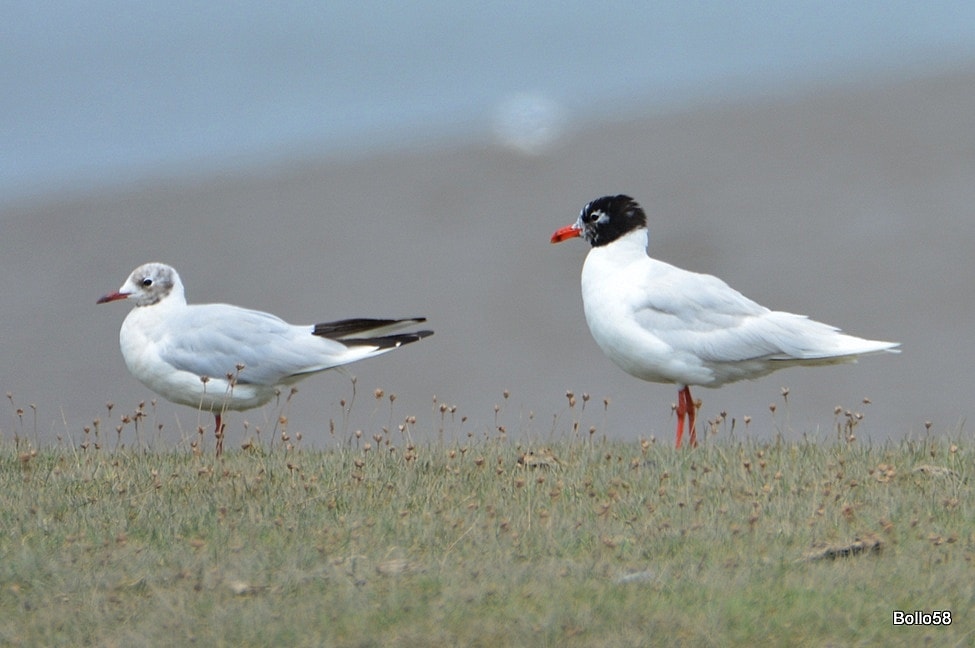Mediterranean Gull by Chris Bollen - BirdGuides