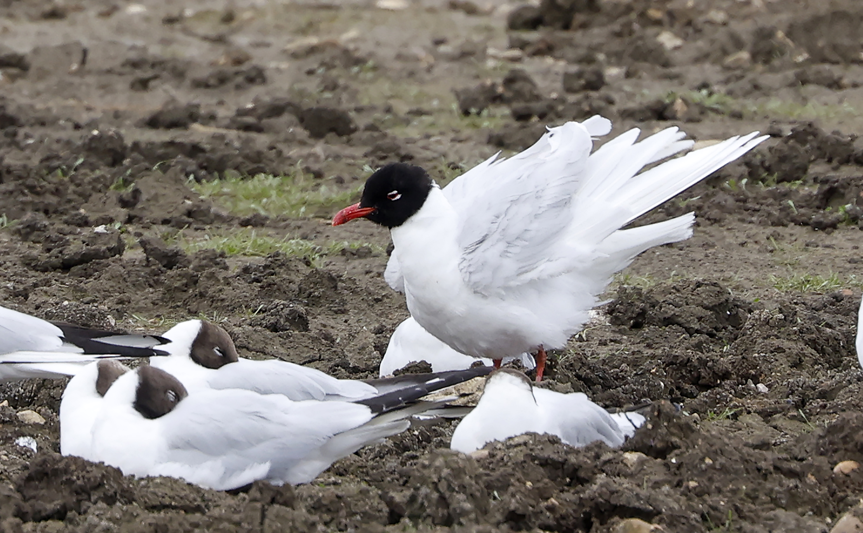Mediterranean Gull breeds in Scotland for first time - BirdGuides
