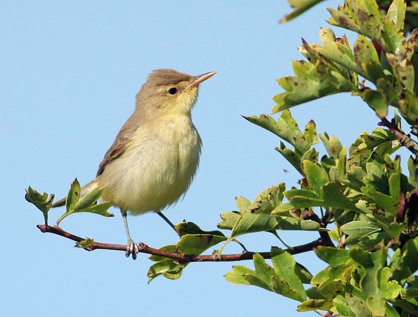 Melodious Warbler by Drew Lyness - BirdGuides
