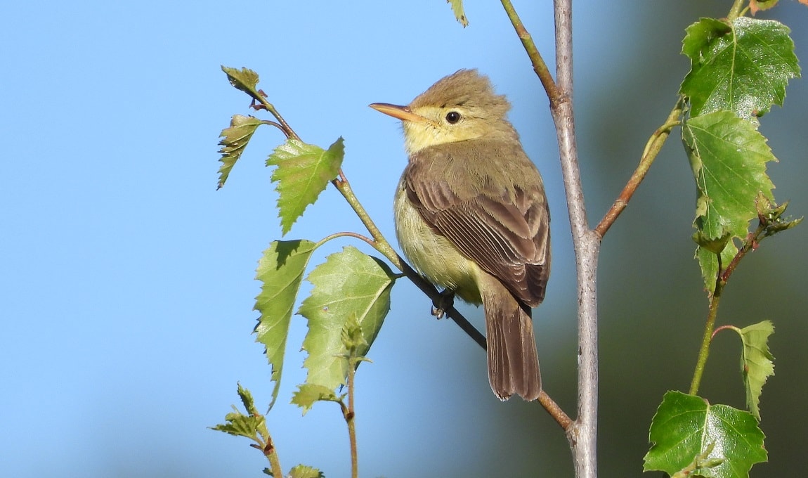 Melodious Warbler by Brian Stretch - BirdGuides