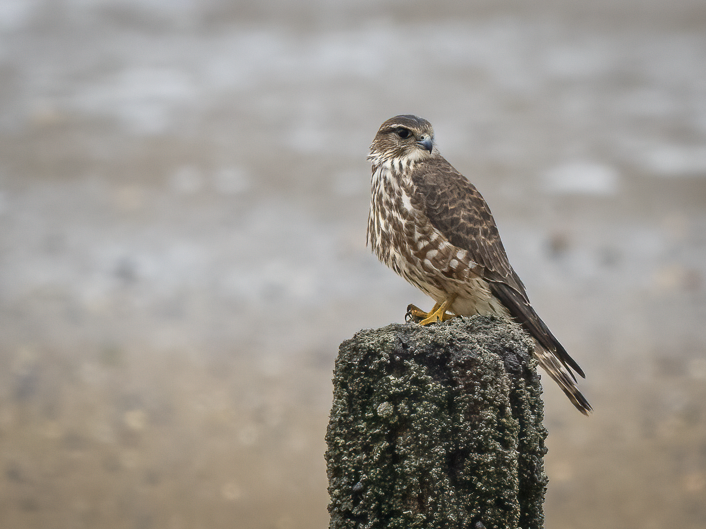 Merlin by Terry Laws - BirdGuides