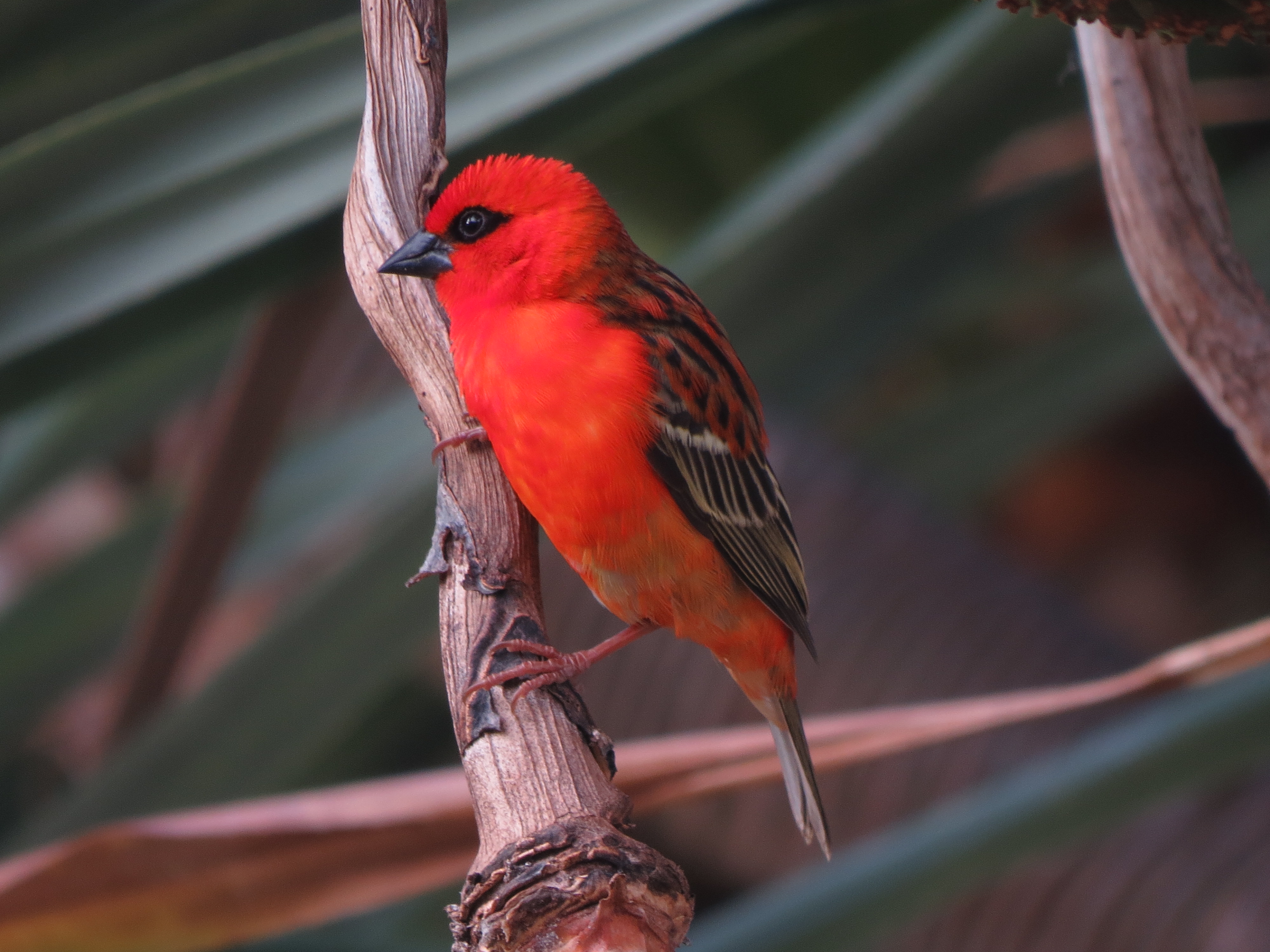 Red Fody by Michael Southall - BirdGuides