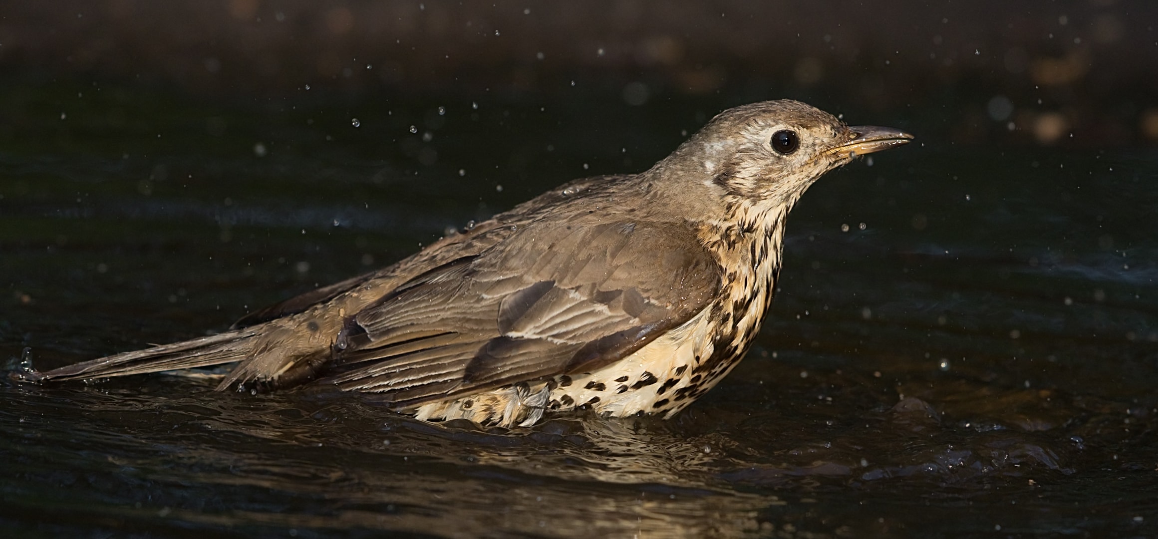 Mistle Thrush by Nick Brown - BirdGuides