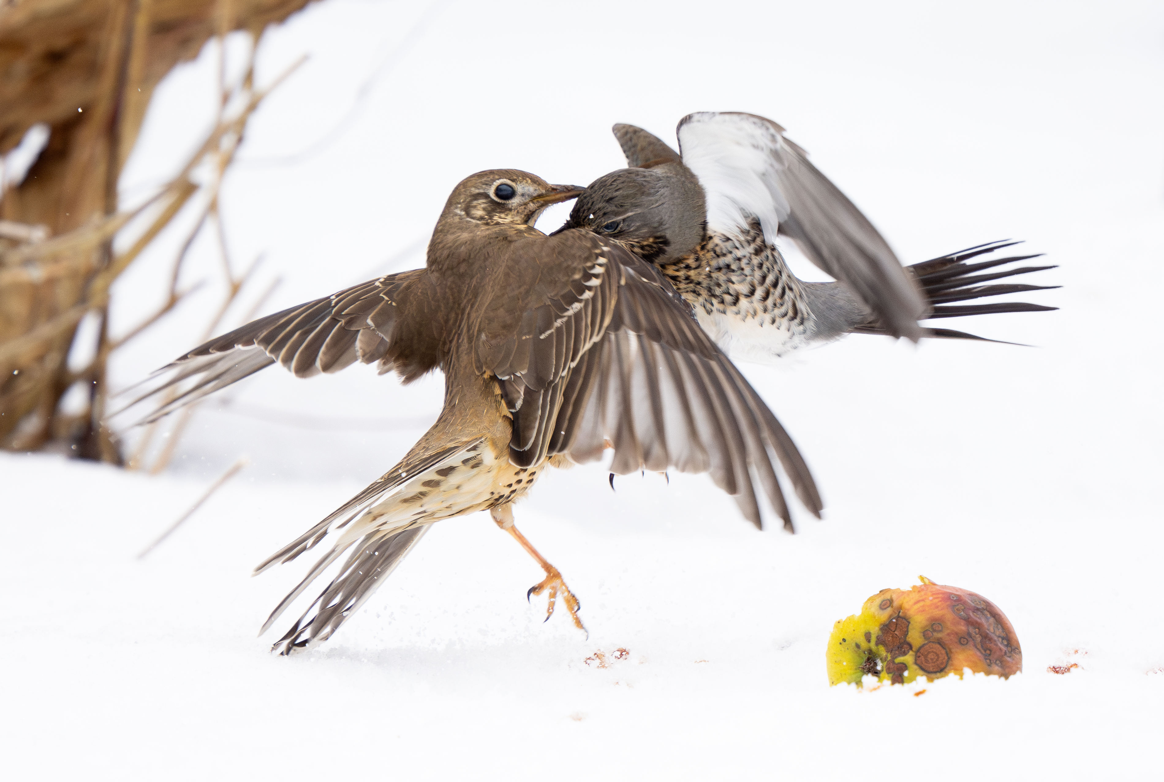 Mistle Thrush by Mike Pollard - BirdGuides
