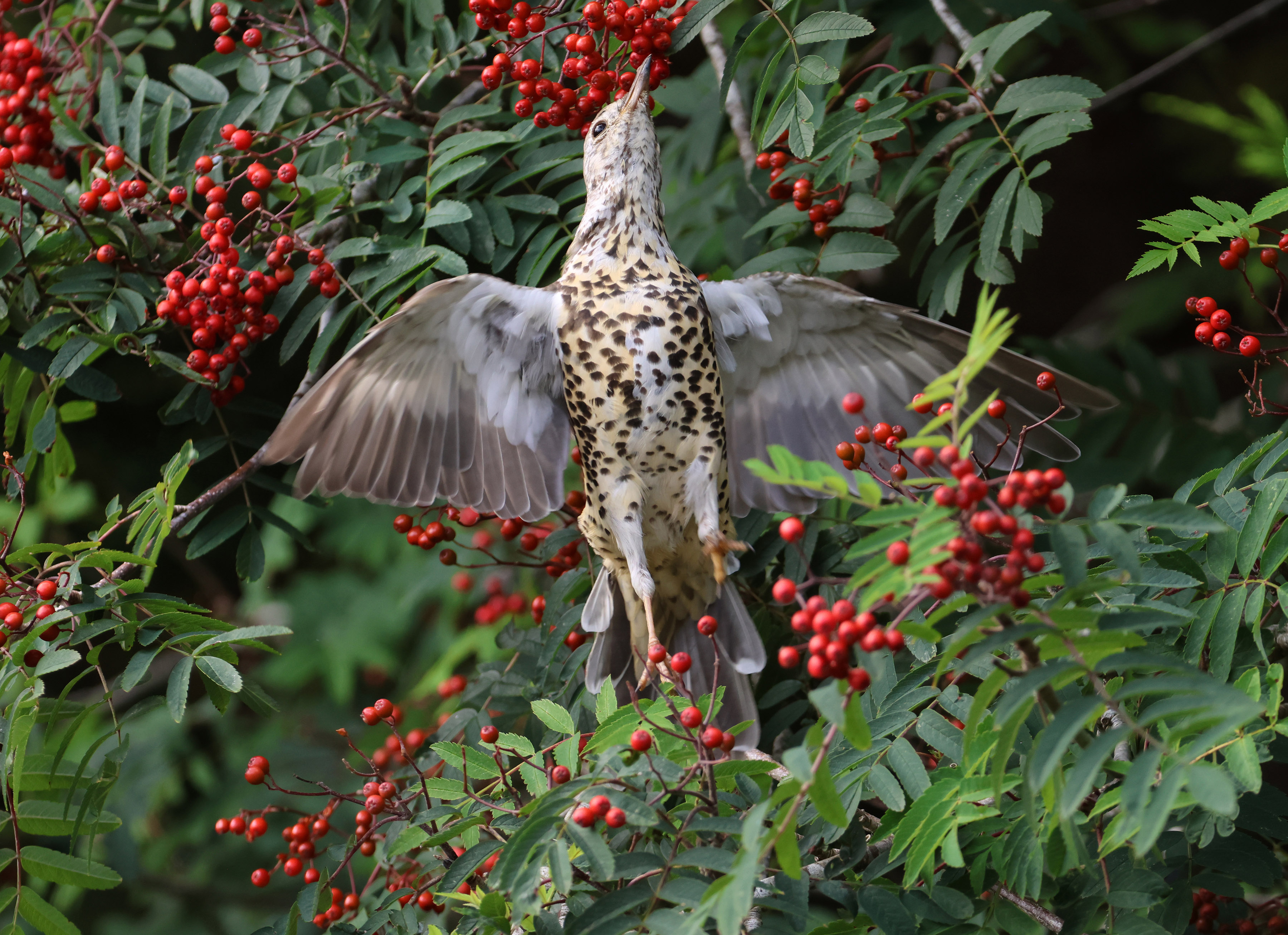 Mistle Thrush by Richard Mills - BirdGuides