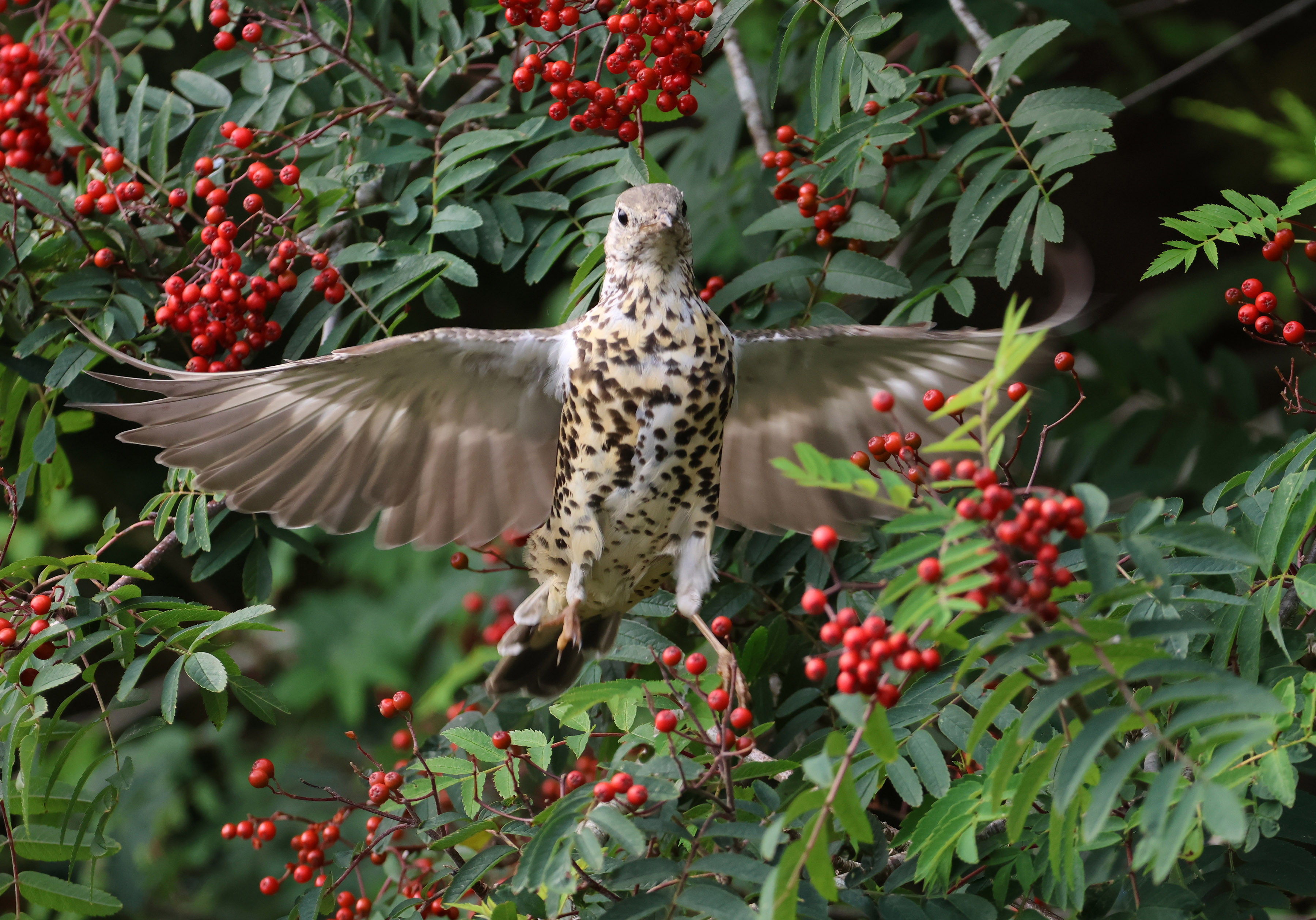 Mistle Thrush by Richard Mills - BirdGuides