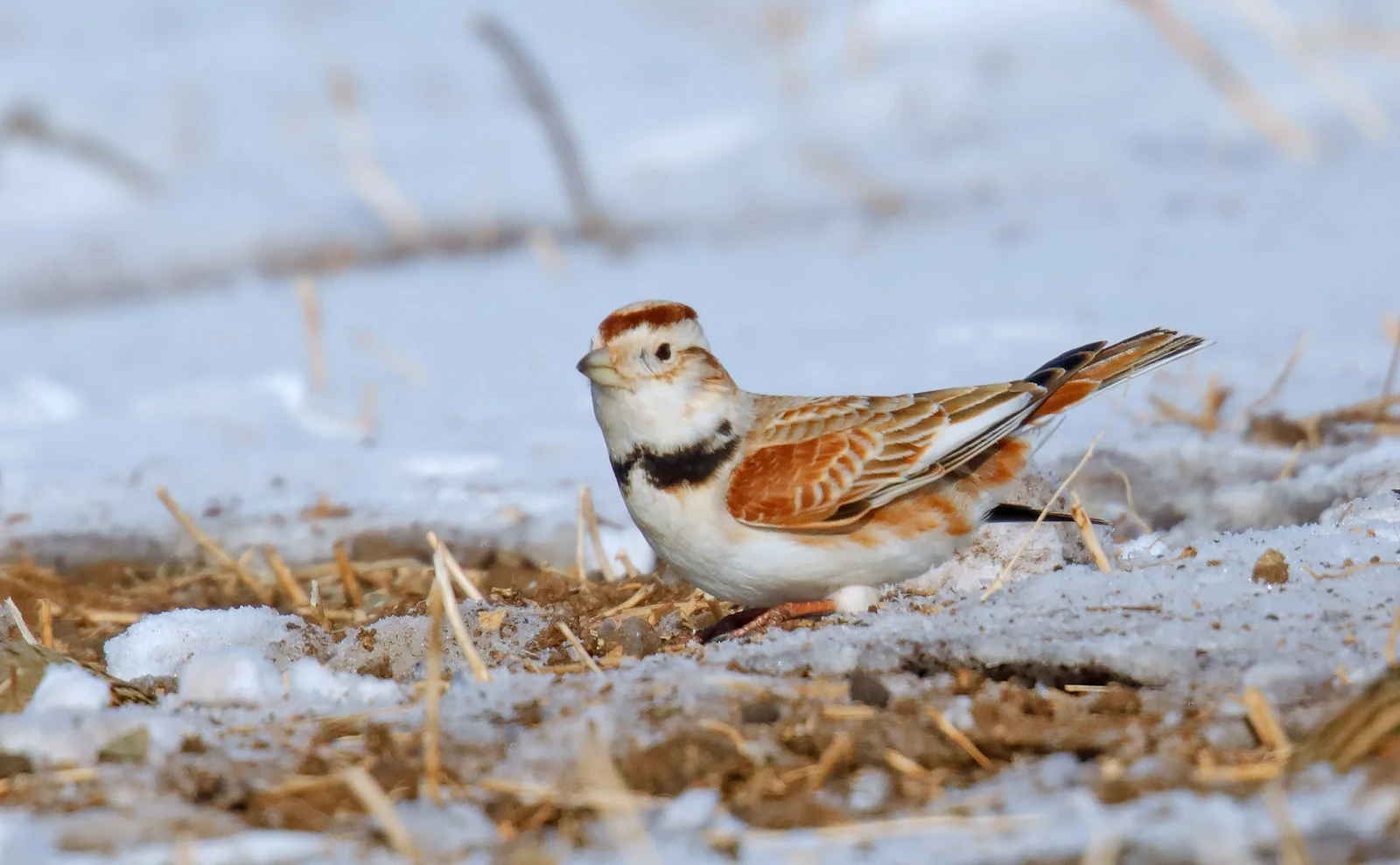 Details : Mongolian Lark - BirdGuides