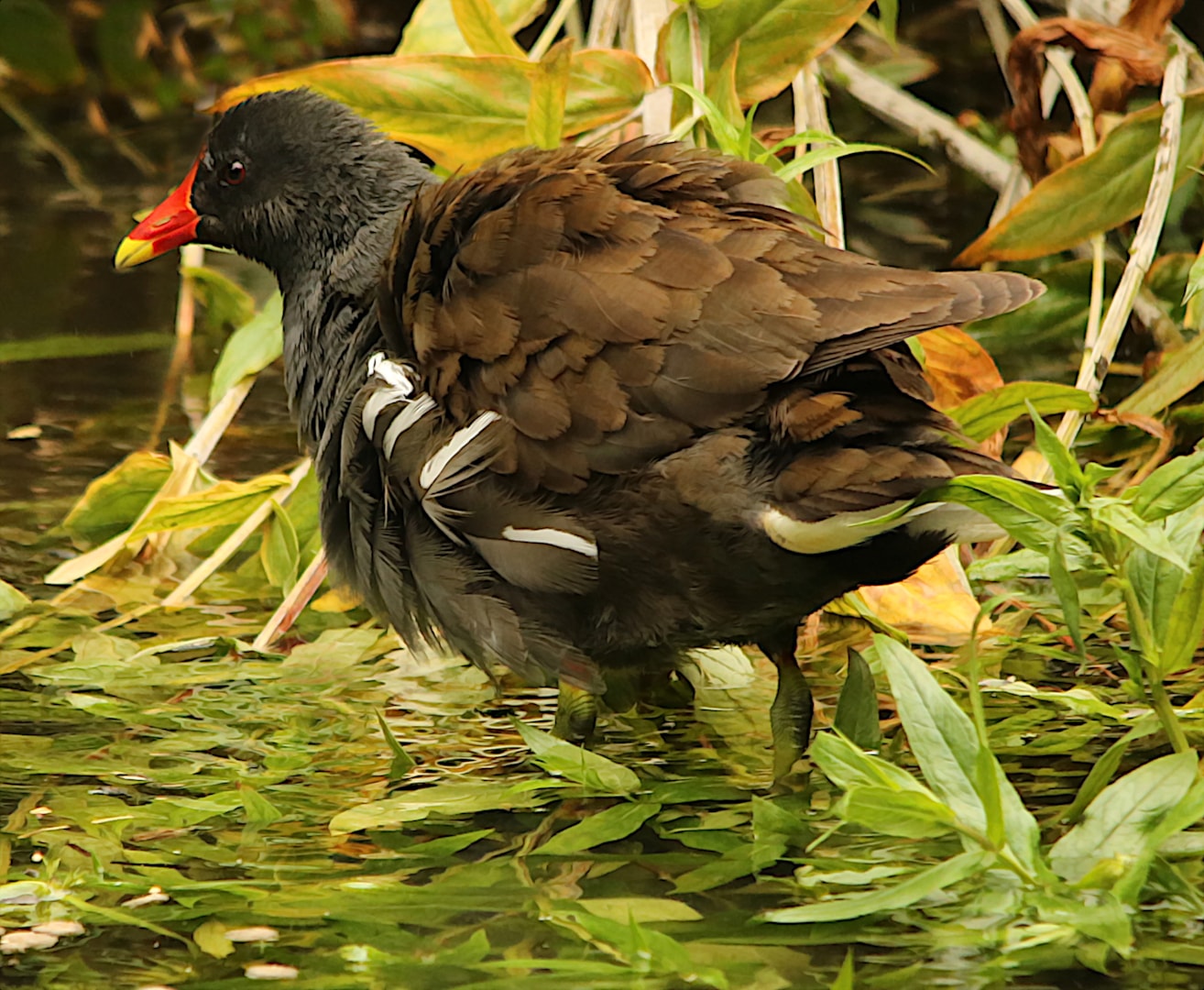 Common Moorhen by David A Johnston - BirdGuides