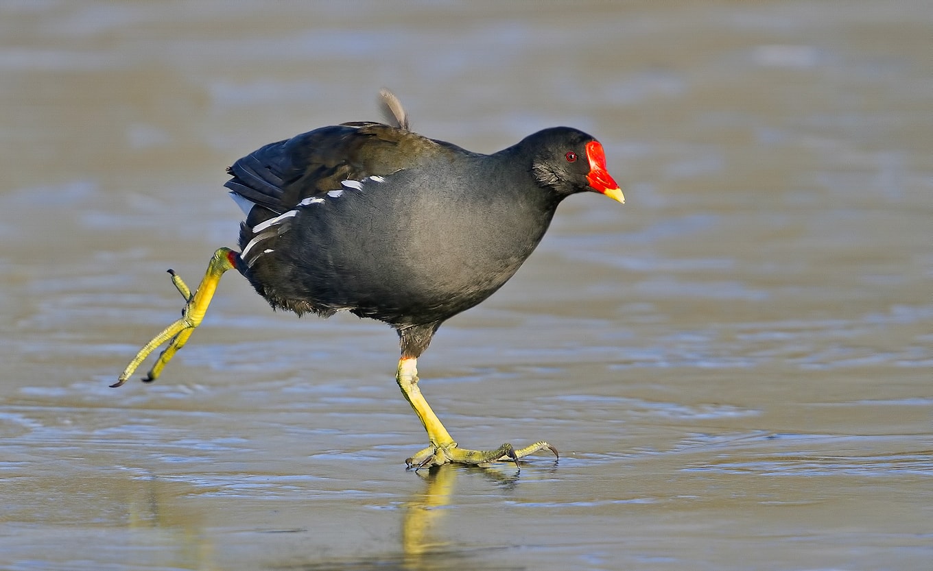 Common Moorhen by Tony Kinder - BirdGuides