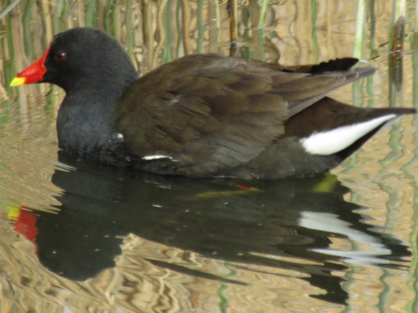 Common Moorhen by Chris Rymer - BirdGuides