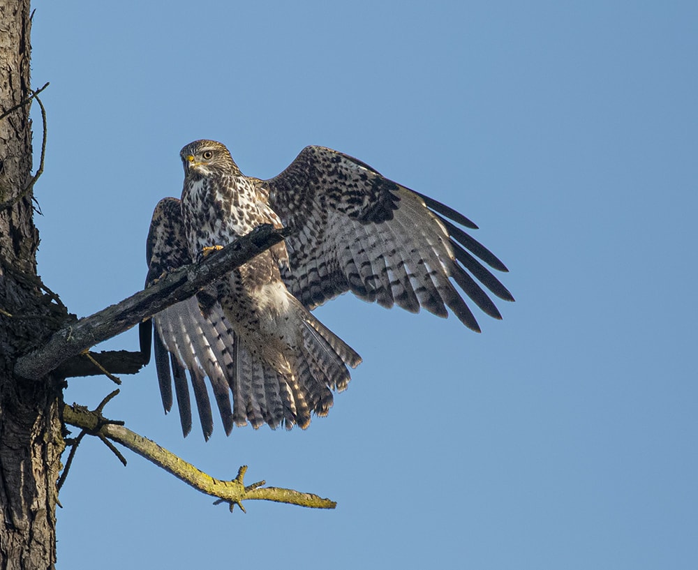 Common Buzzard found hanging from tree - BirdGuides