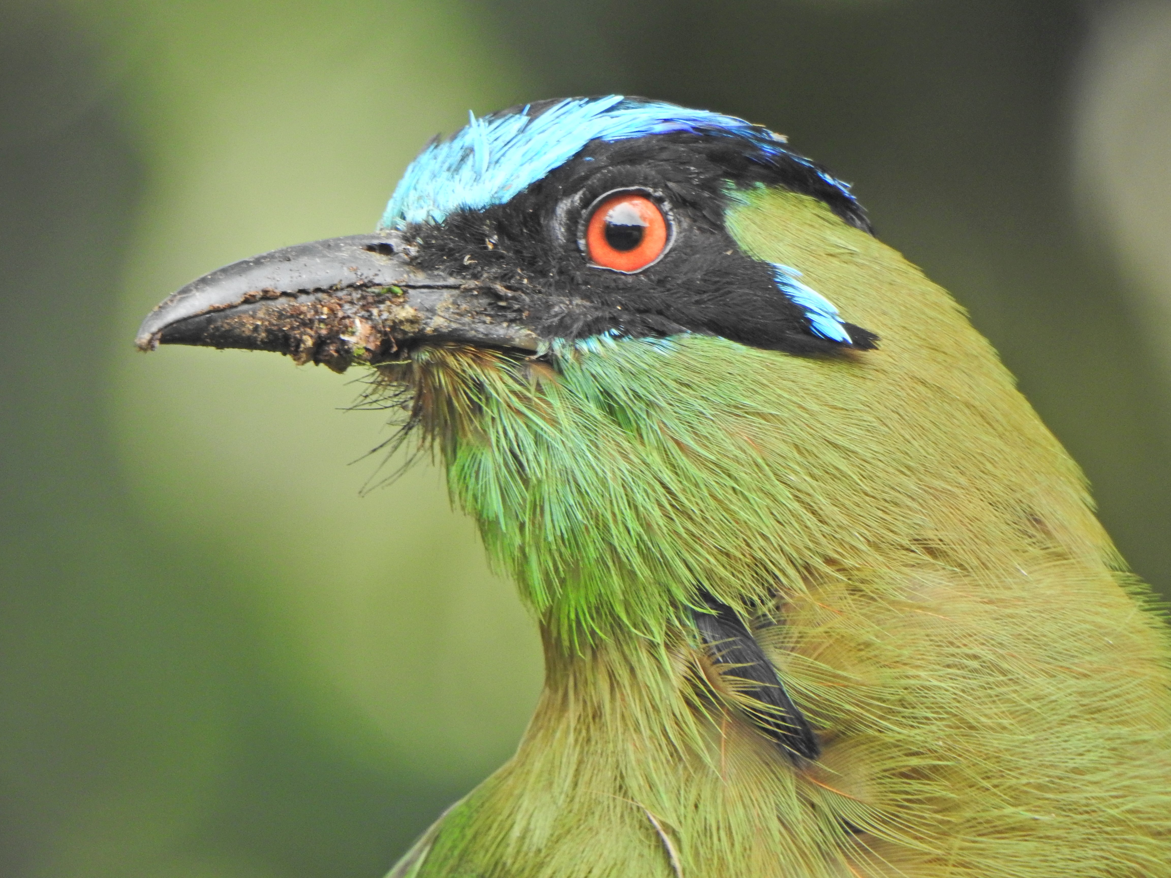Andean Motmot by Oliver Simms - BirdGuides