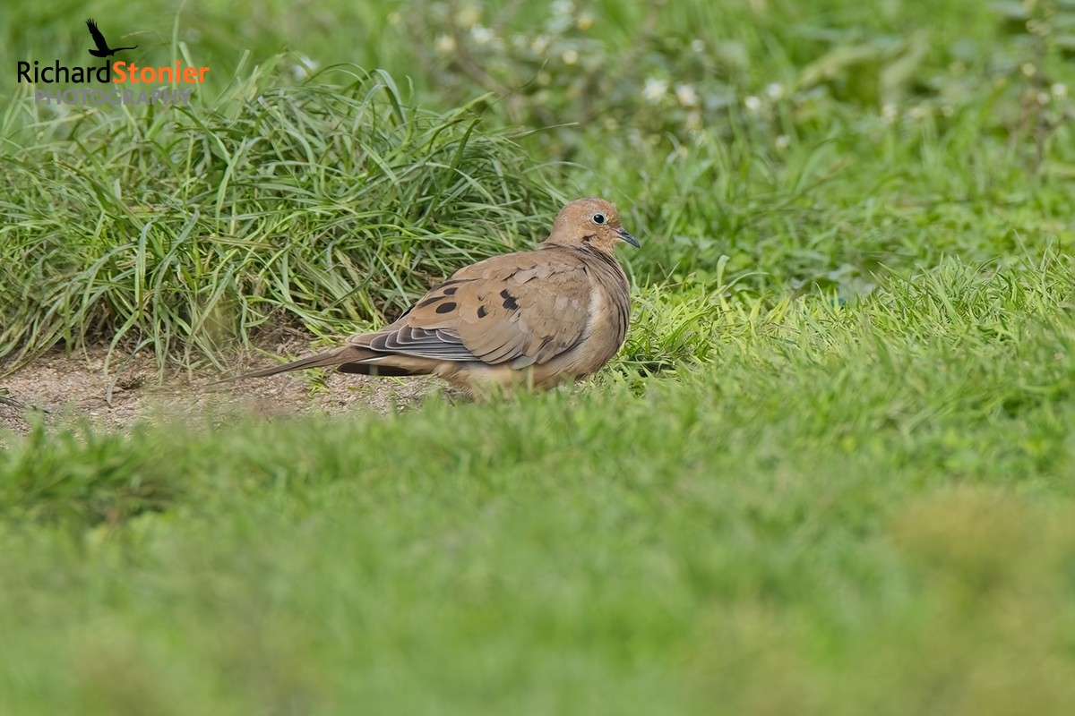 Mourning Dove by Richard Stonier - BirdGuides